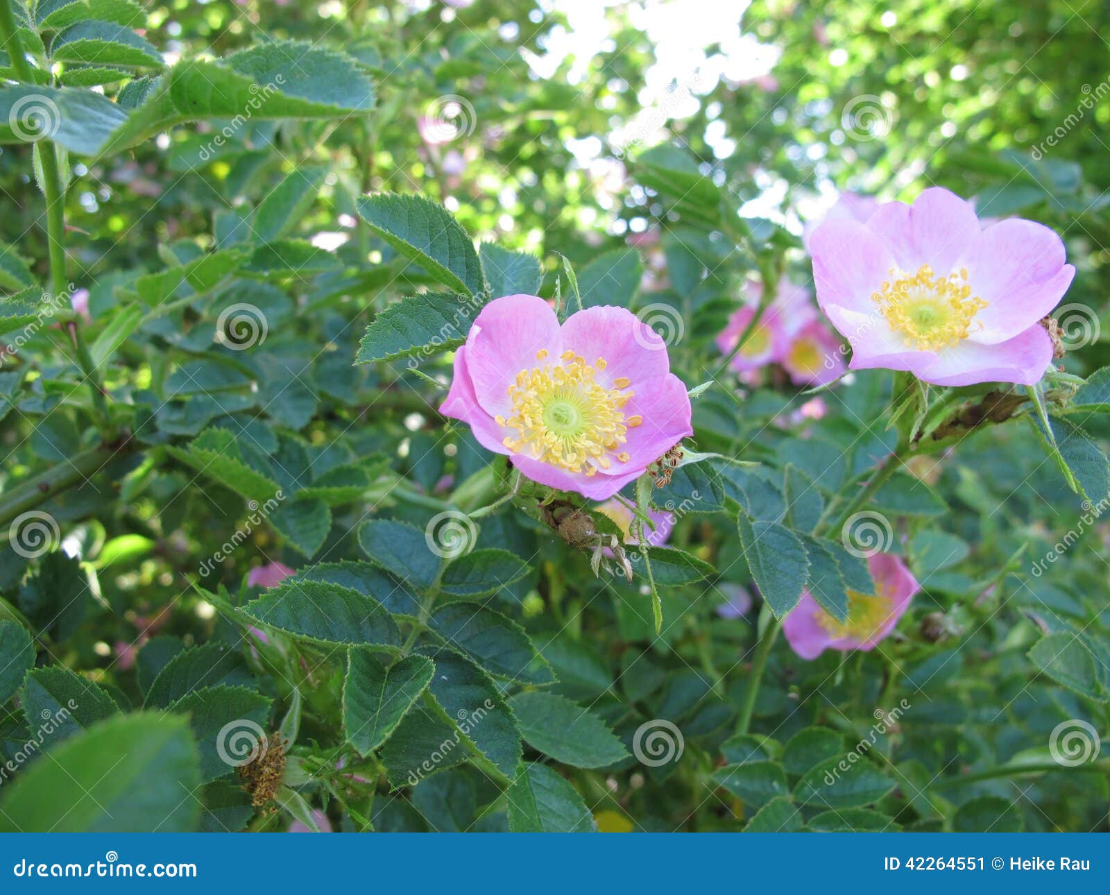 Roses sauvages image stock. Image du fleurs, nature, rose - 42264551