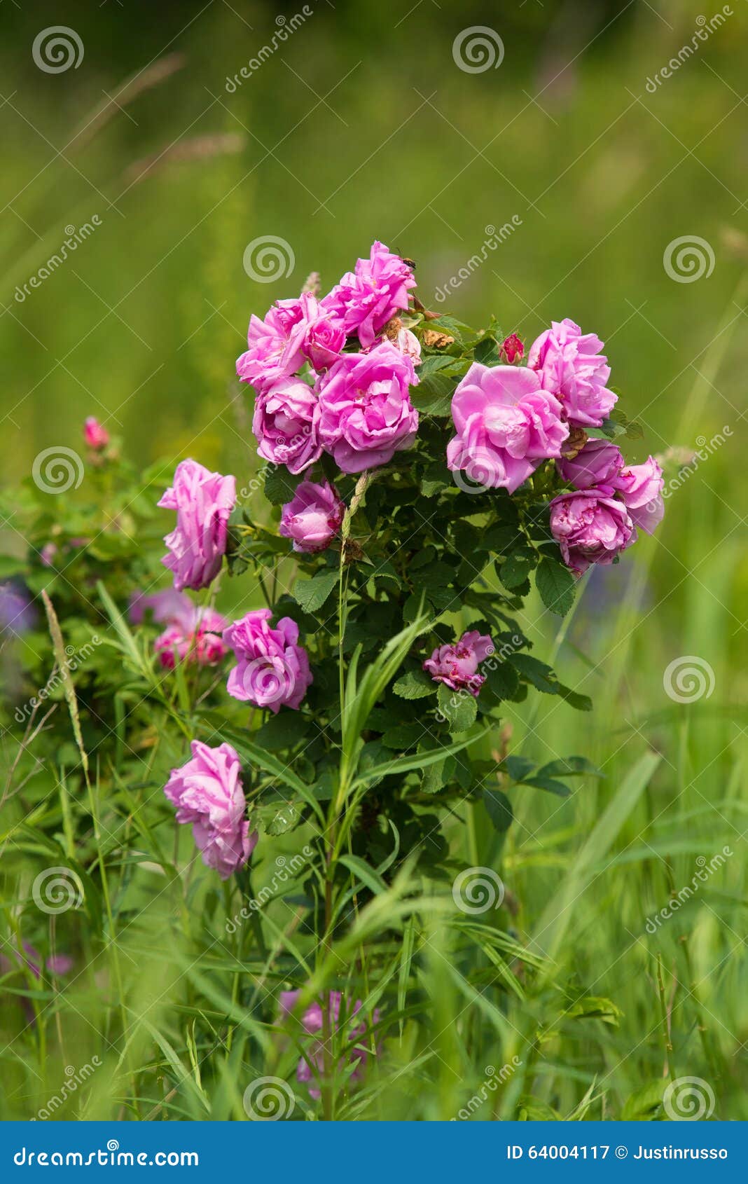 Roses sauvages image stock. Image du canada, fleurs, nordique - 64004117