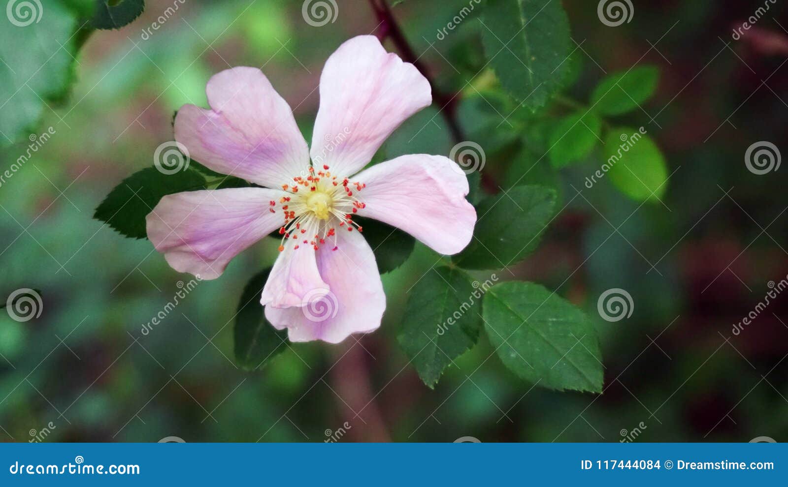 Roses sauvages de pinnk photo stock. Image of normal - 117444084