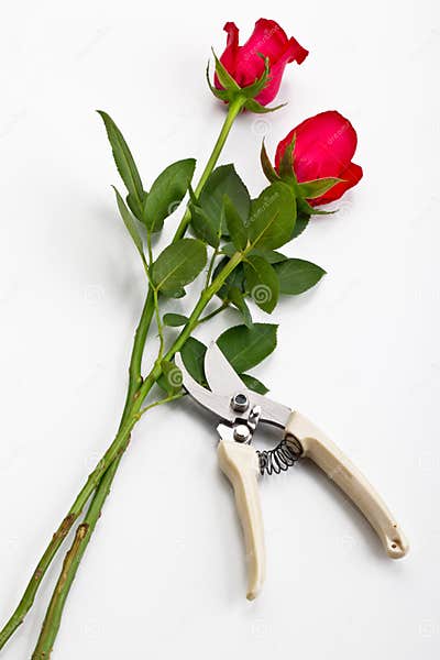 Roses and scissors stock image. Image of scissors, leaf - 24637489