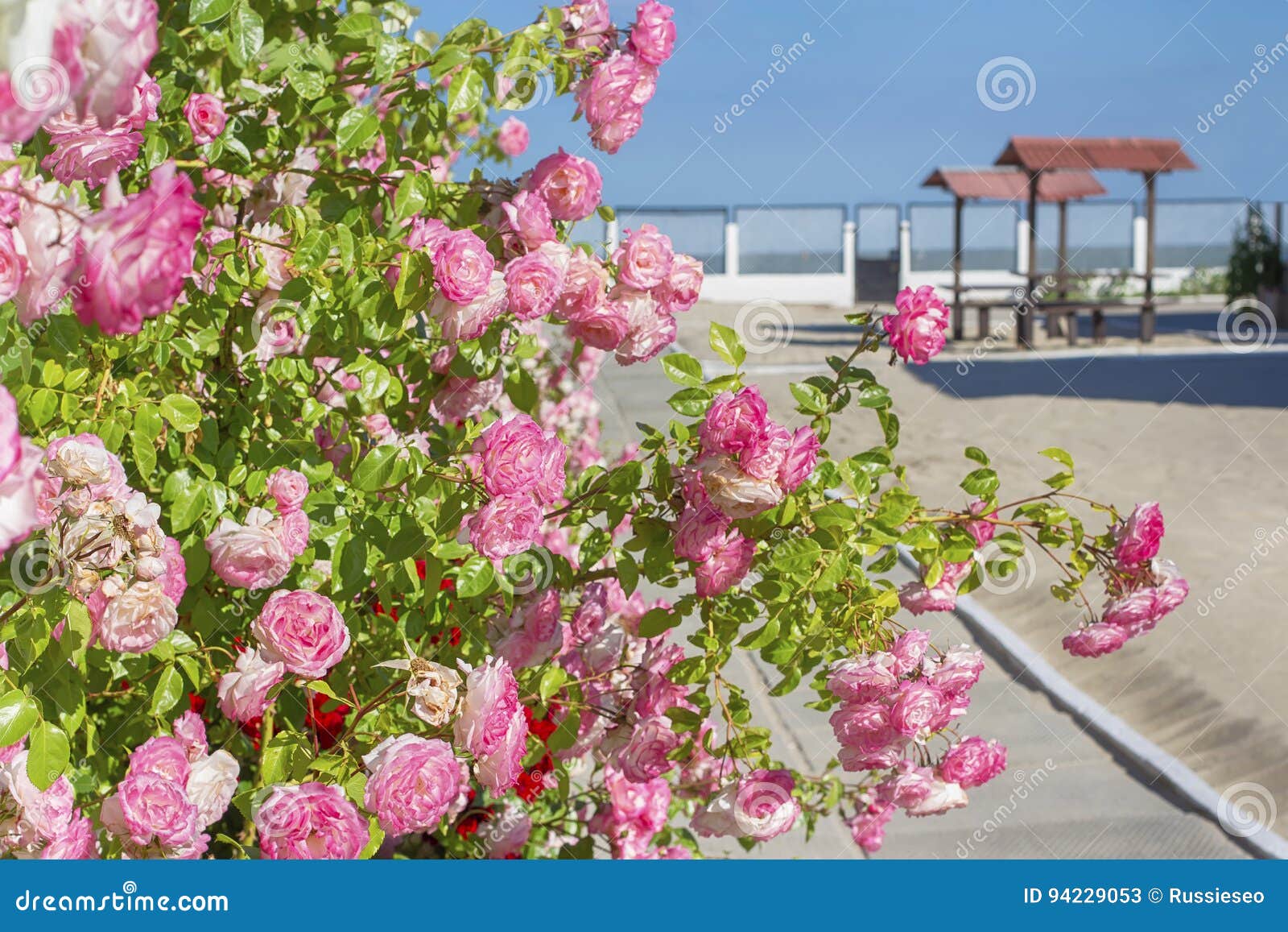 Roses on the seaside stock image. Image of promenade - 94229053