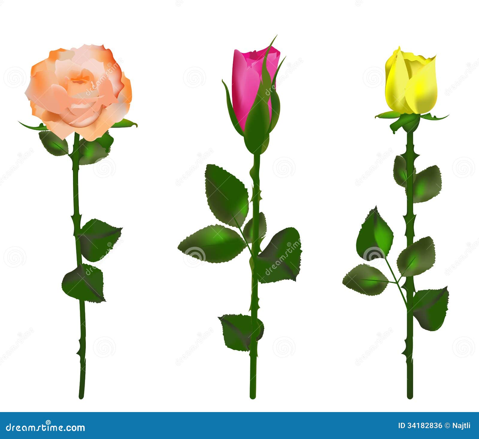 Roses stock vector. Illustration of beautiful, celebration - 34182836