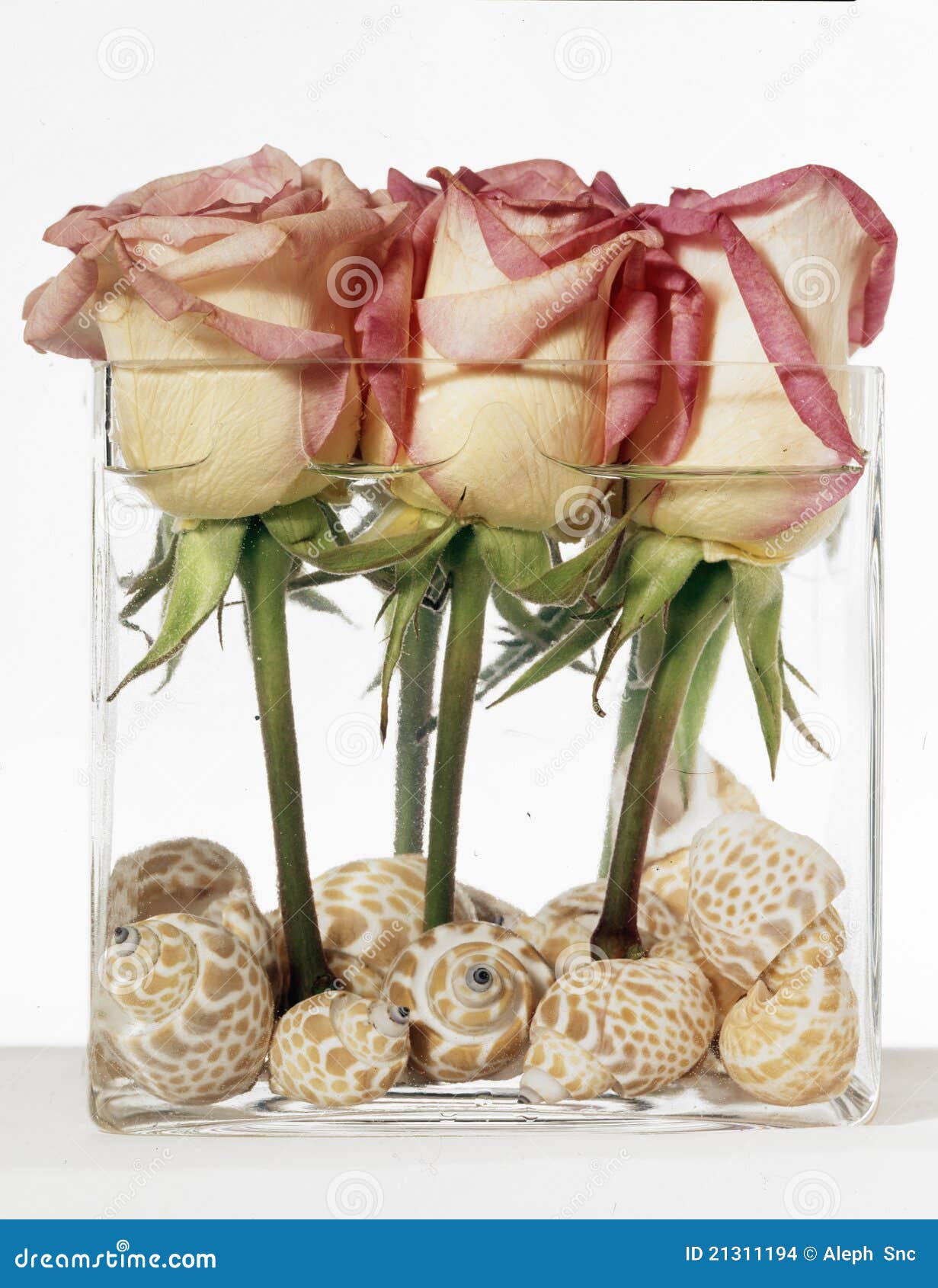 Roses and shells stock photo. Image of nature, bouquet - 21311194