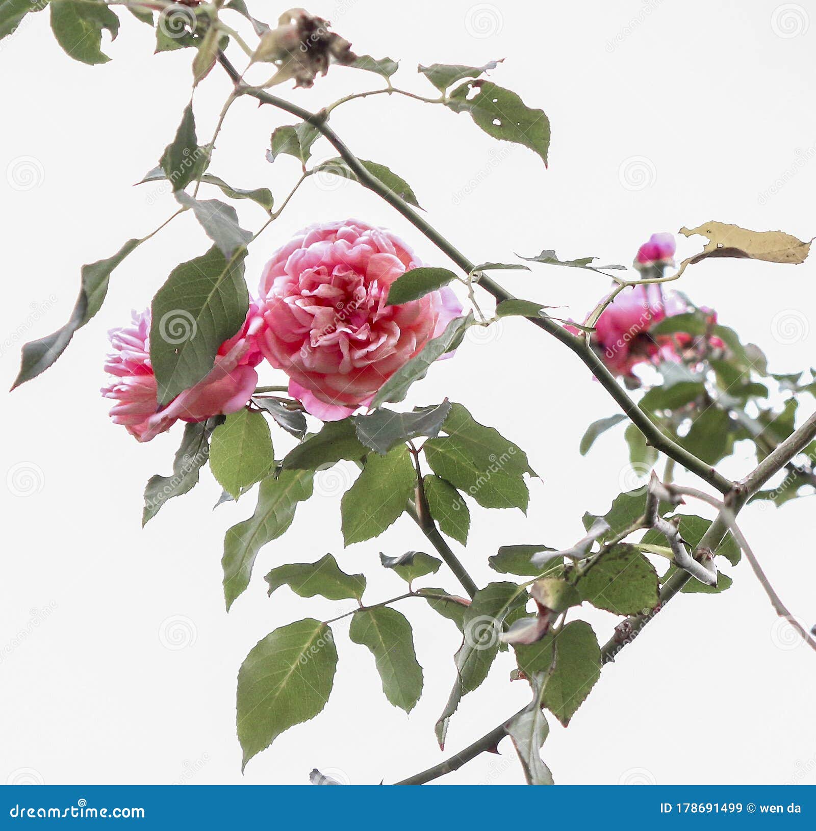 Roses on the Side of the Road Stock Image - Image of love, produce ...