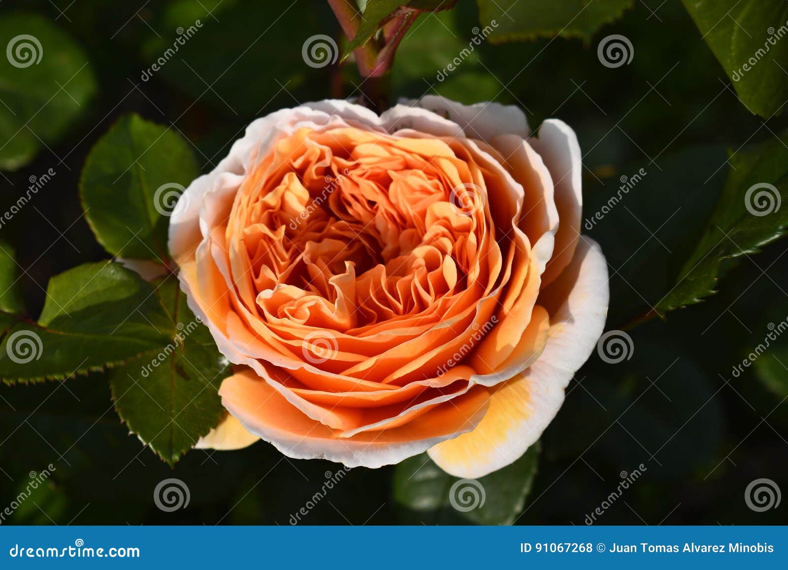 Roses stock photo. Image of peach, italy, single, plant - 91067268
