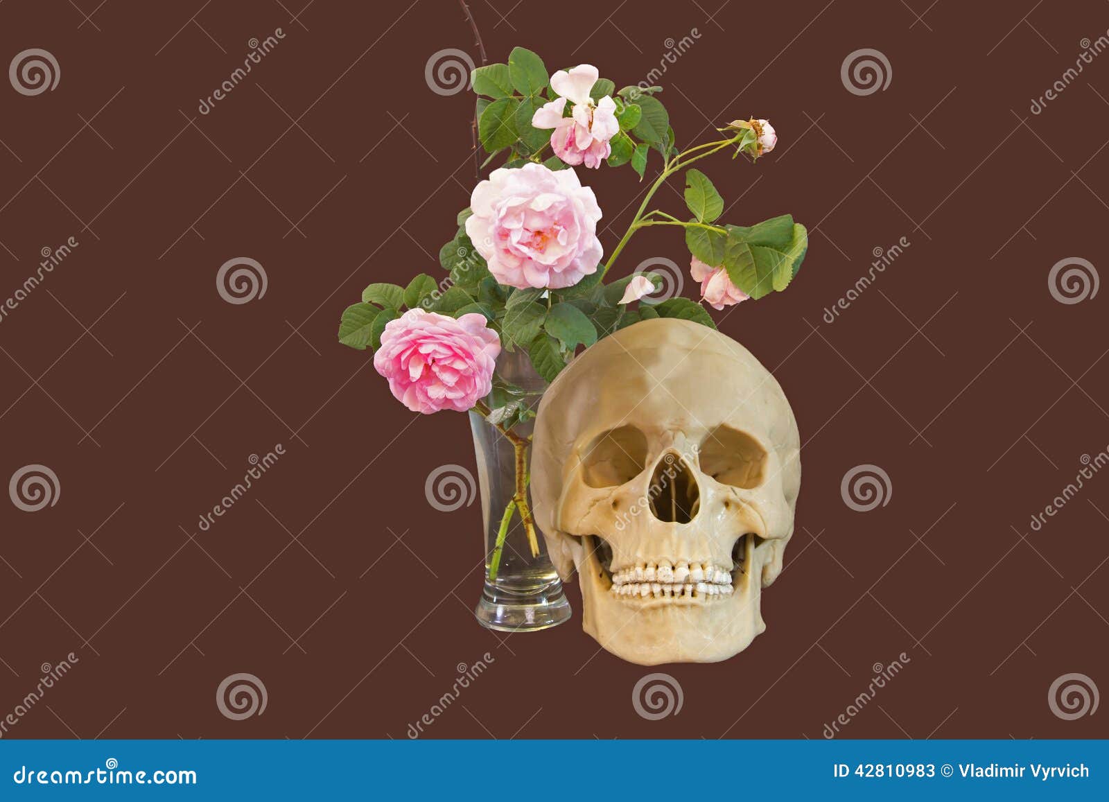 Roses and skull stock image. Image of bone, life, blossom - 42810983