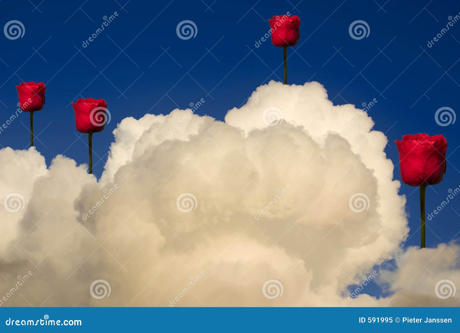 Roses in the sky stock illustration. Illustration of fiance - 591995