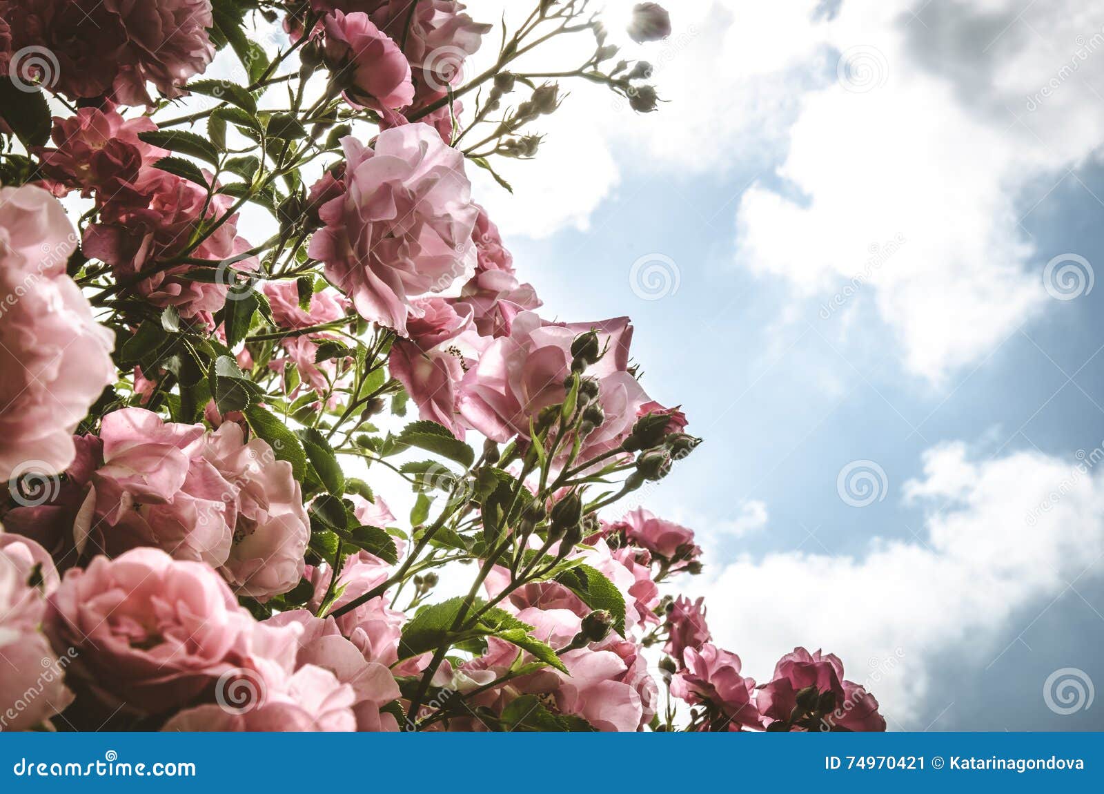 Roses and sky stock image. Image of group, petals, copyspace - 74970421