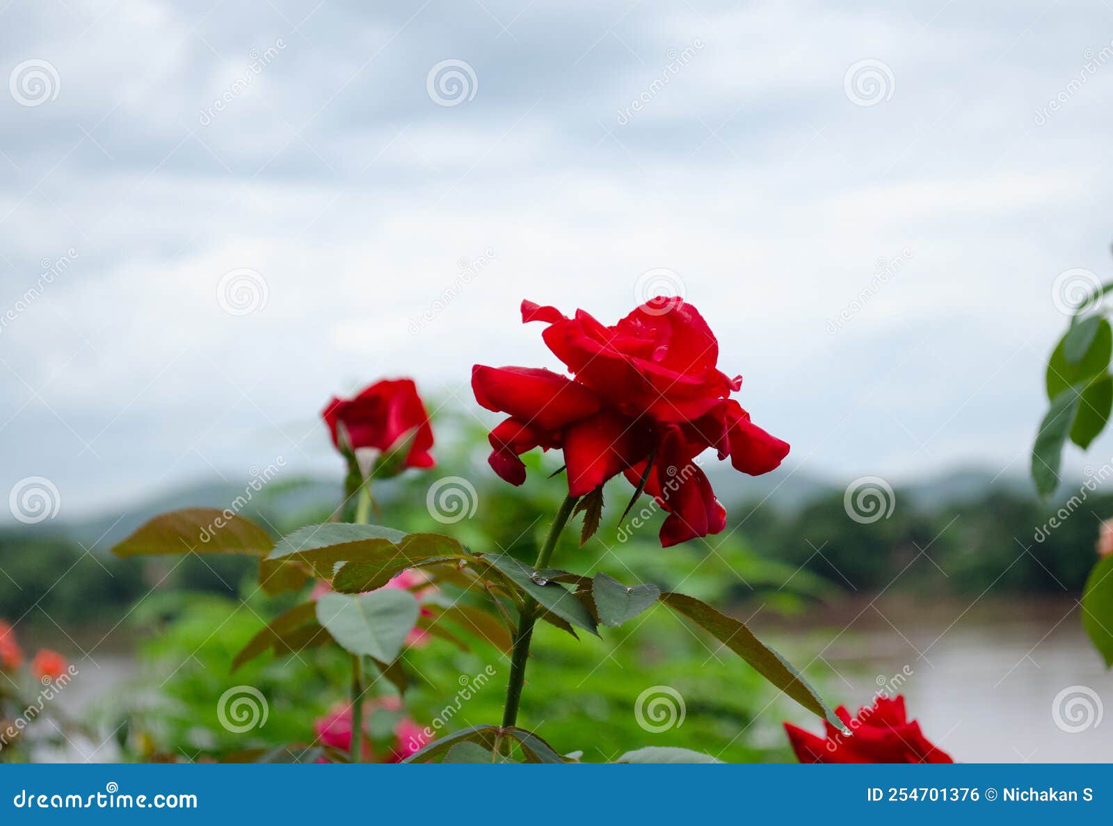 Roses in the sky 1 stock photo. Image of elegant, graphic - 254701376