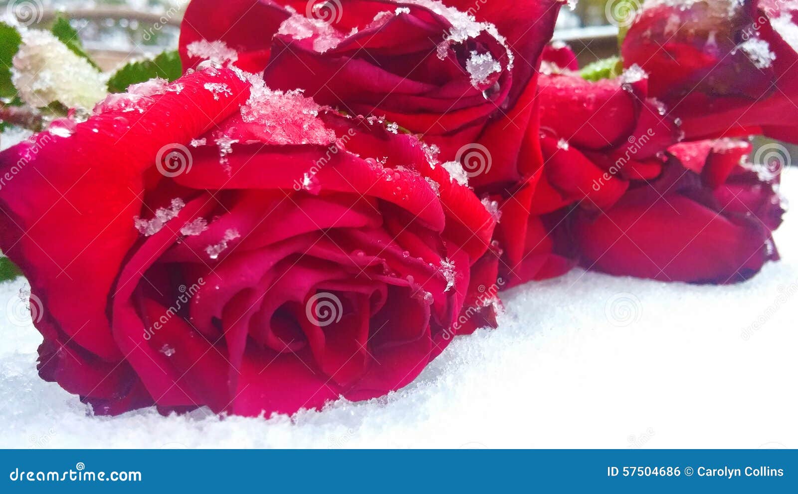 Roses in the Snow stock photo. Image of roses, flowers - 57504686