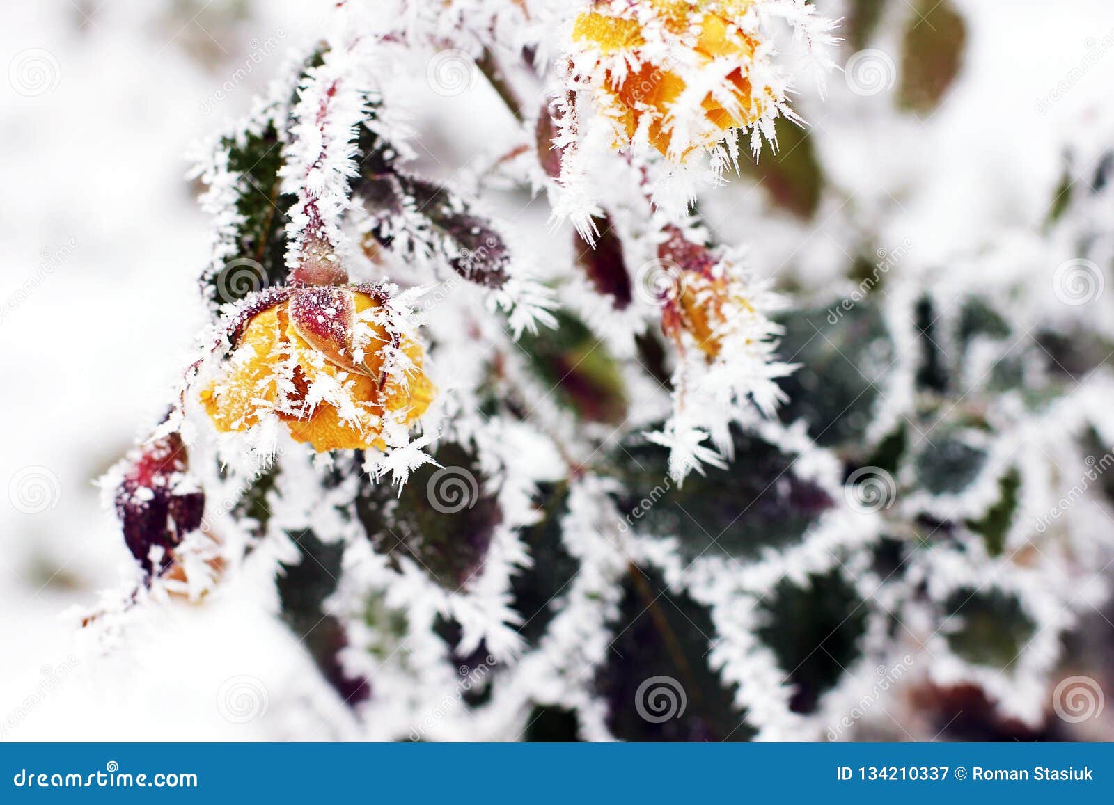 Roses in the Snow. Snow on the Rose. Yellow Roses in Winter Stock Image ...
