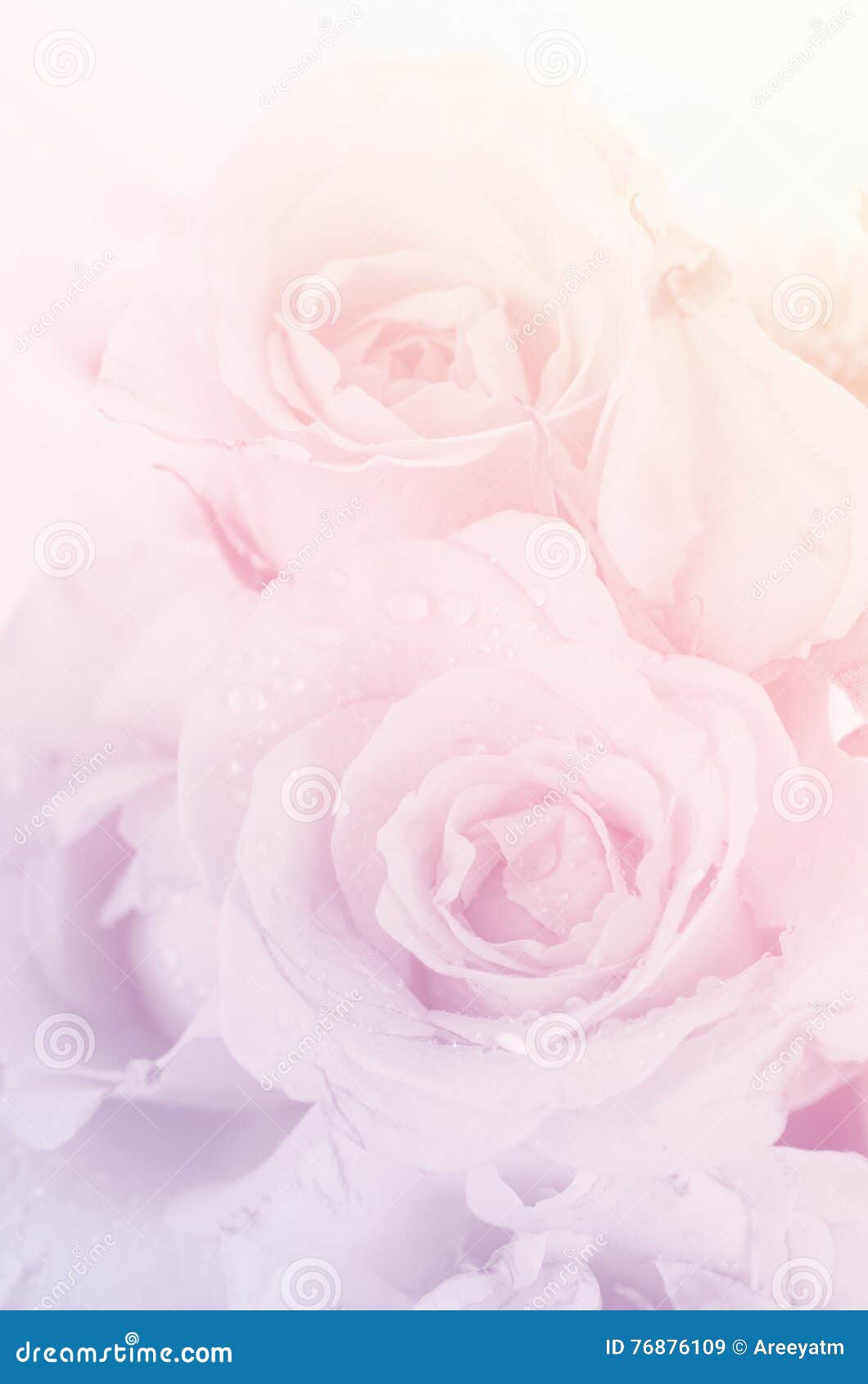 Roses in Soft Pastel Tone. stock image. Image of bloom - 76876109