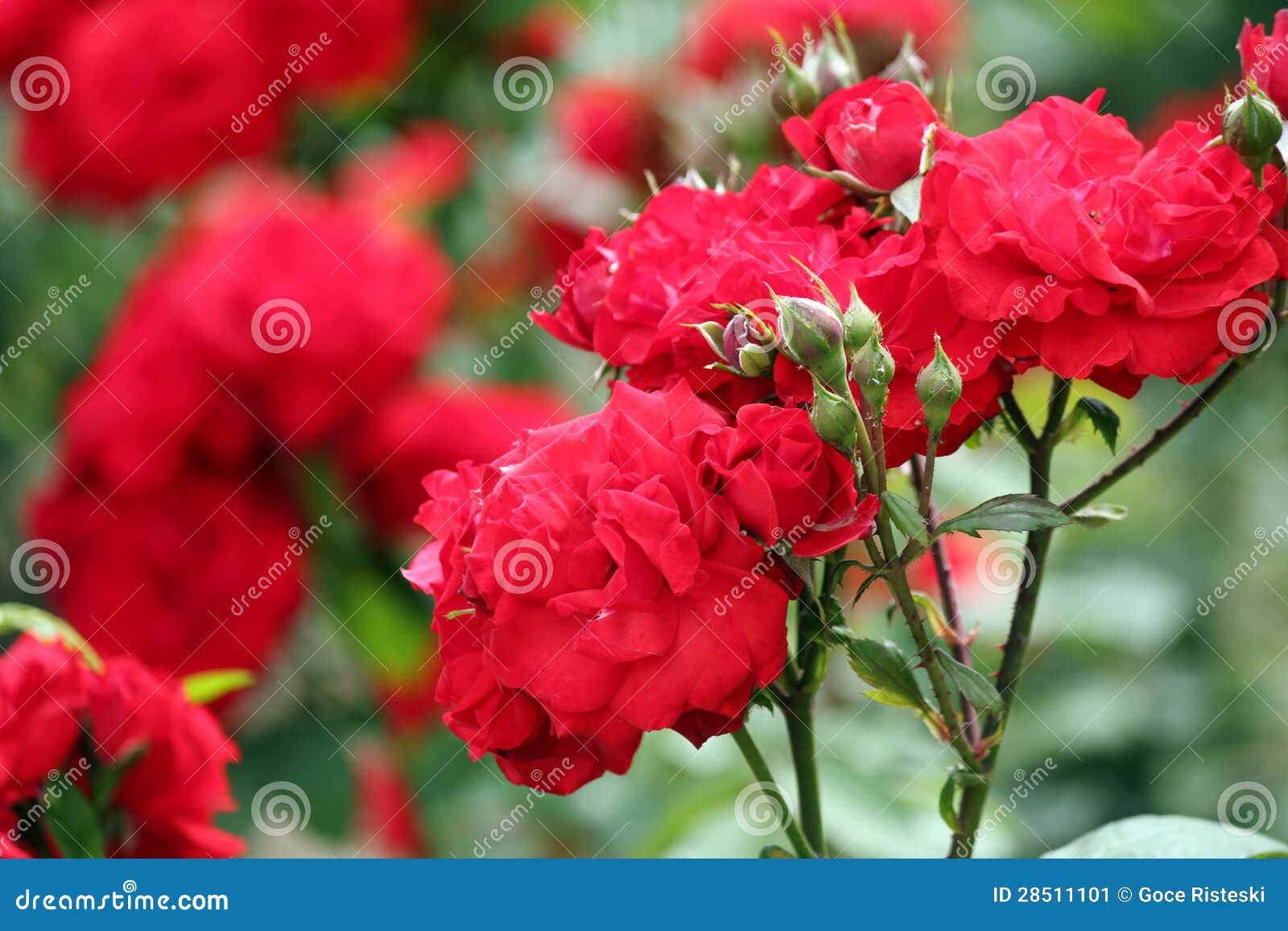 Roses spring scene stock image. Image of bloom, plant - 28511101