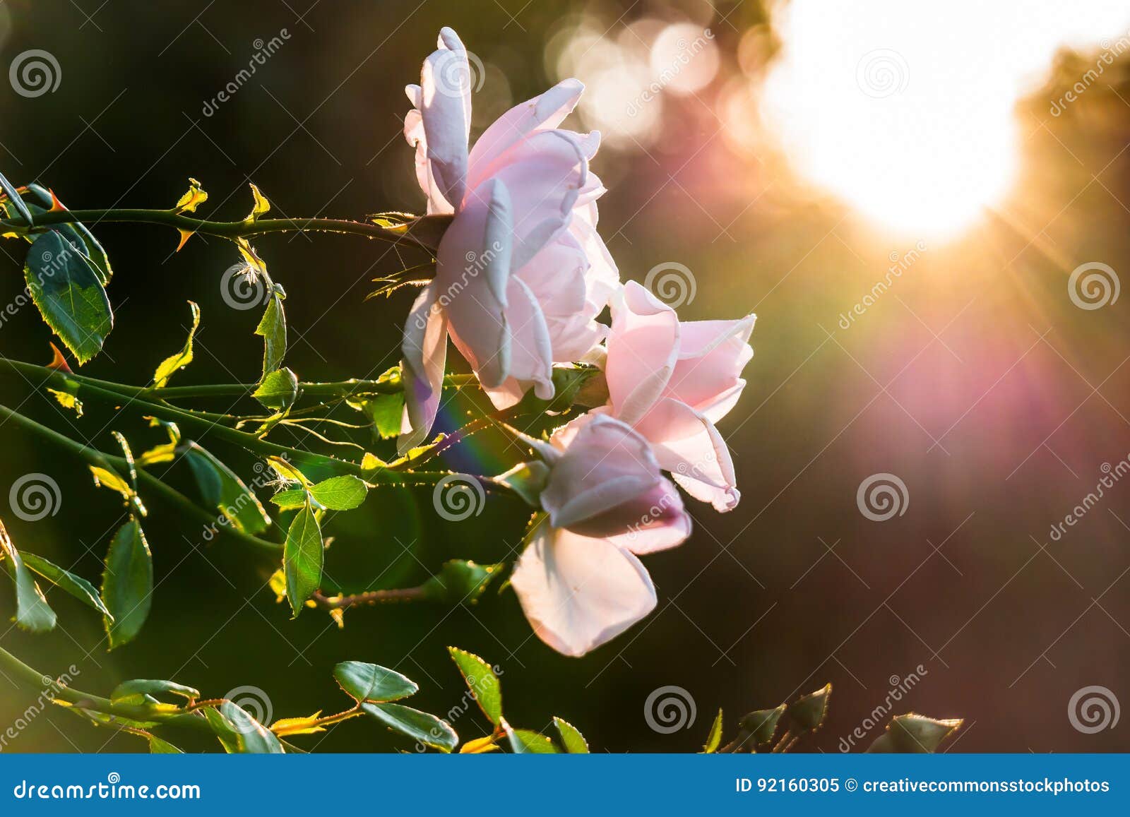 Roses At Sunset Picture. Image: 92160305