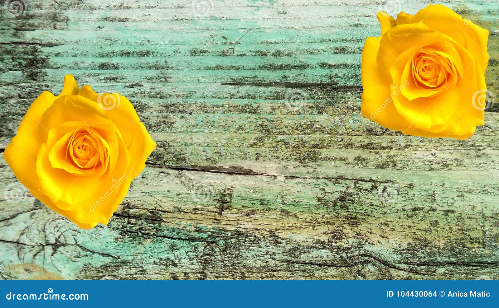 Roses on the table stock photo. Image of flower, table - 104430064