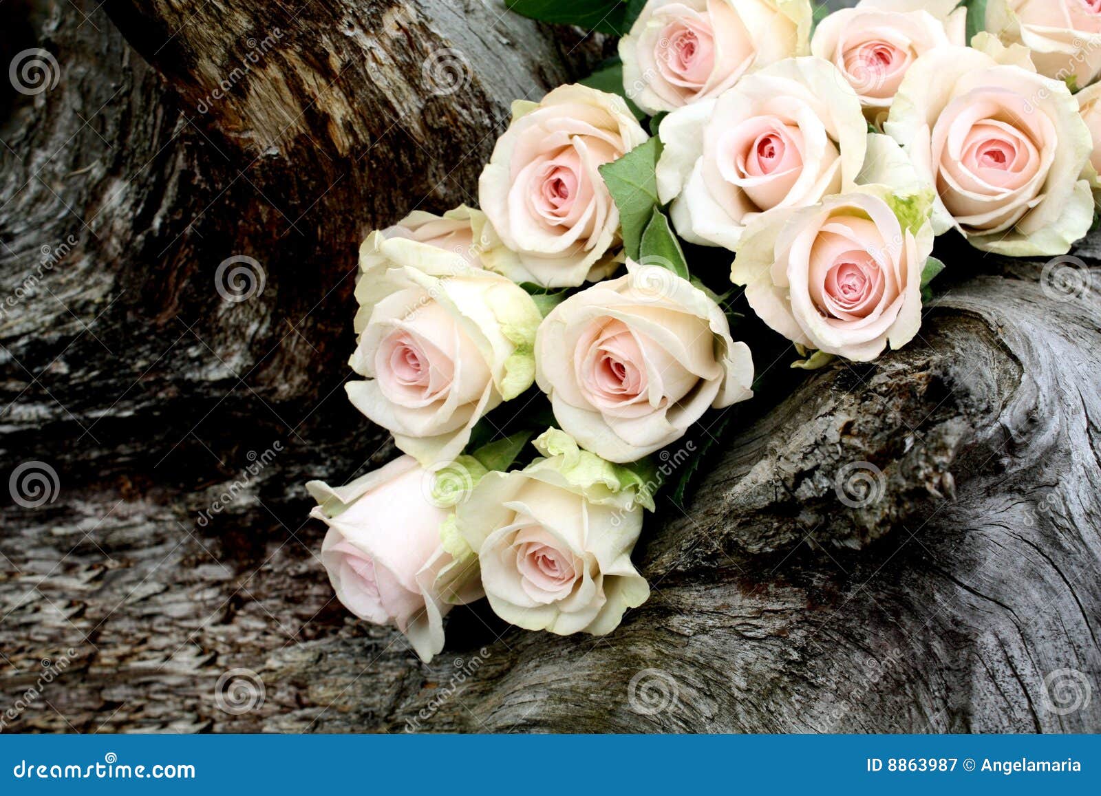 Roses on tree trunk stock image. Image of contrast, nature - 8863987