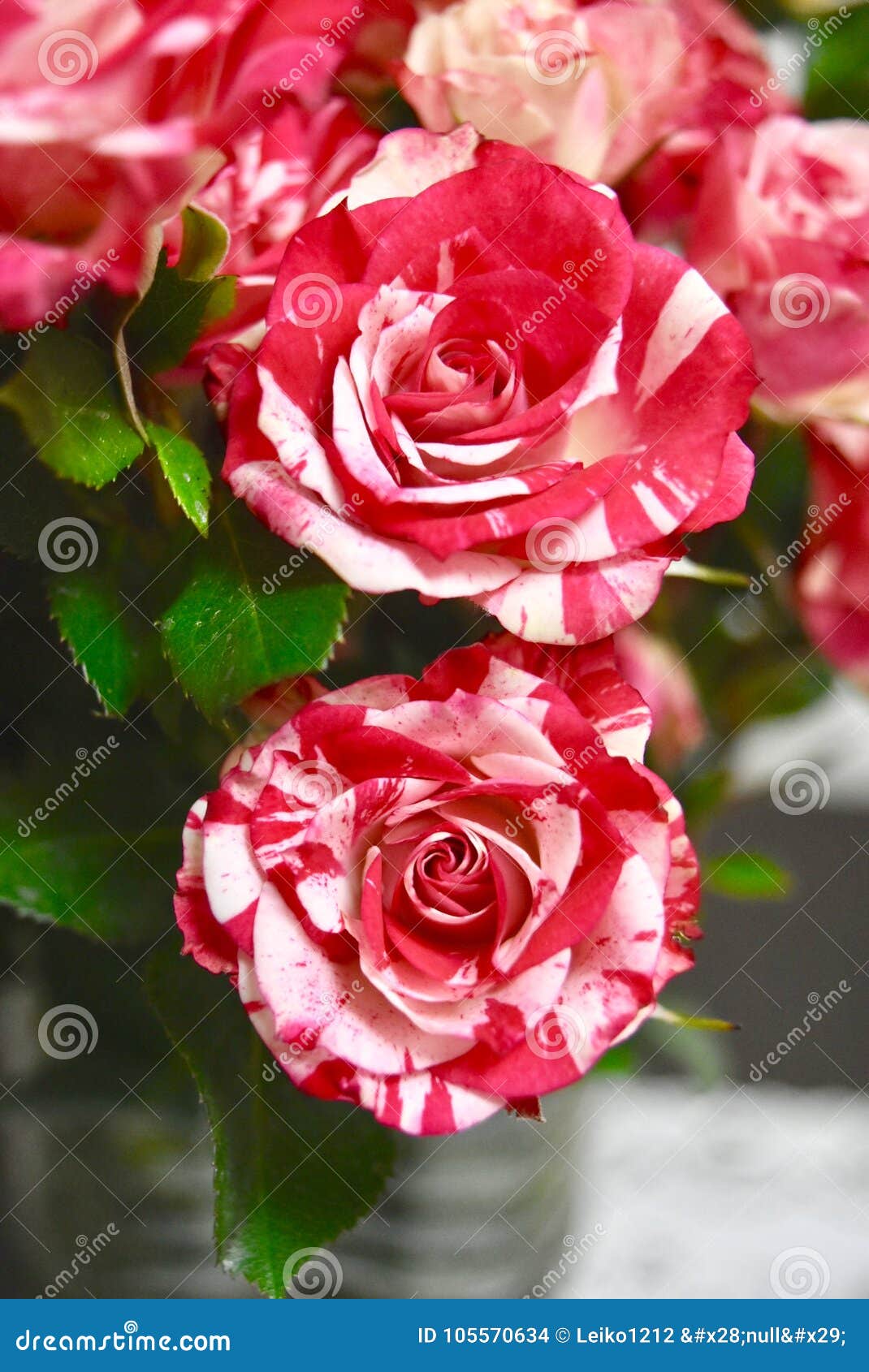 Two Colors Red and White Roses Stock Photo - Image of roses, colors ...