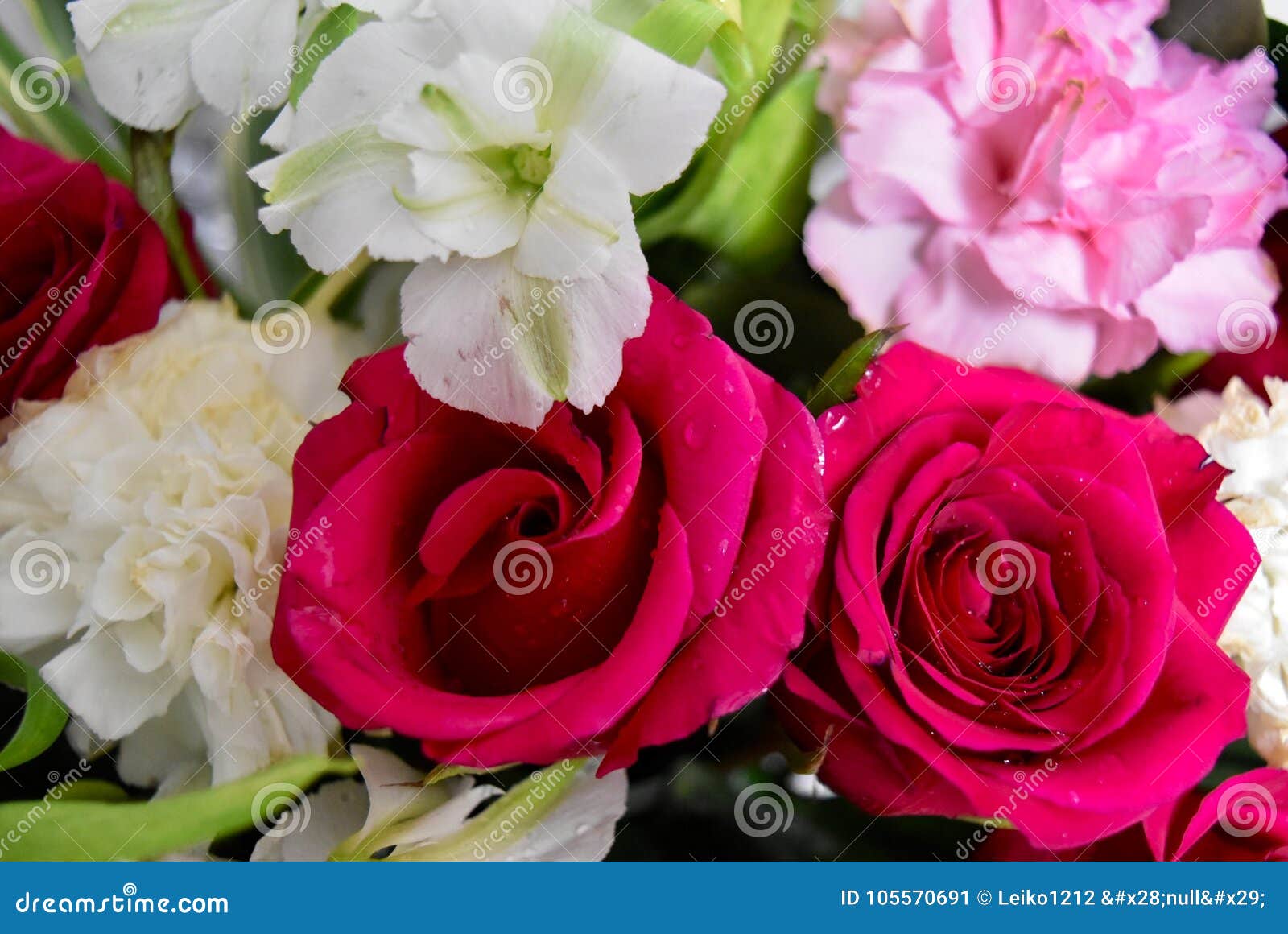 Flowers Two Colors Red and White Roses Stock Image - Image of plant ...