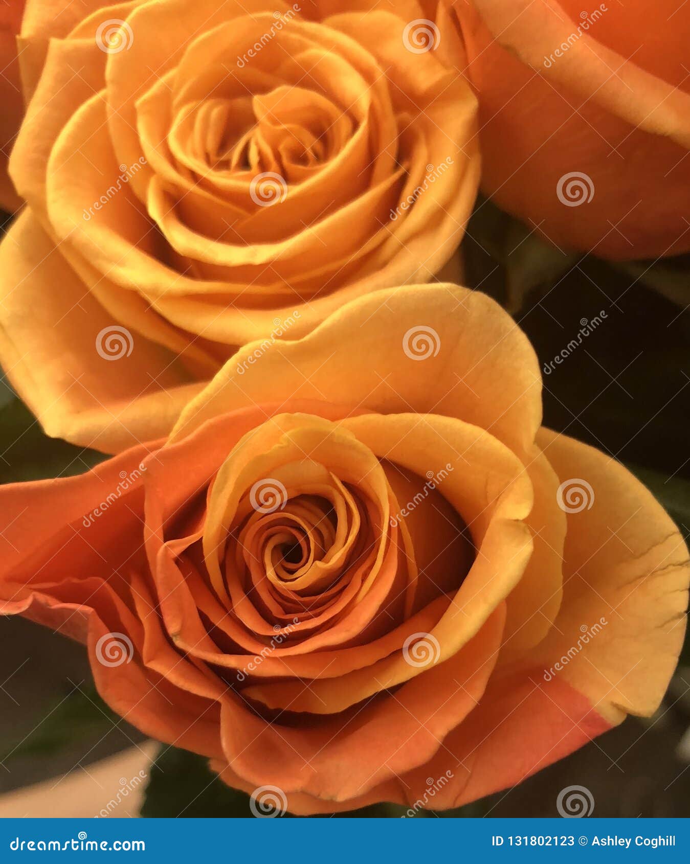 Roses stock image. Image of orange, yellow, roses, toned - 131802123