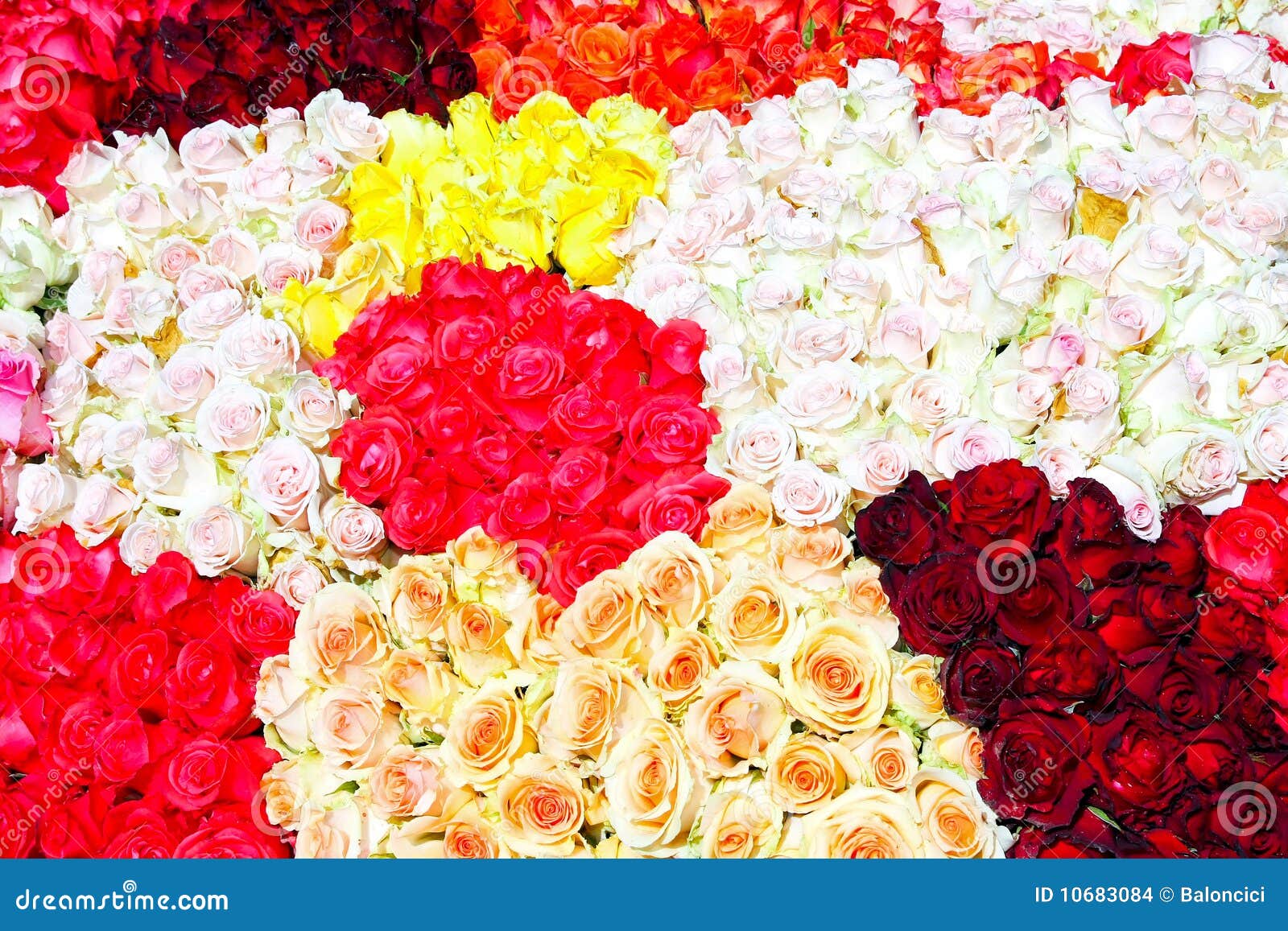 Roses variety stock photo. Image of nature, bouquet, floral - 10683084
