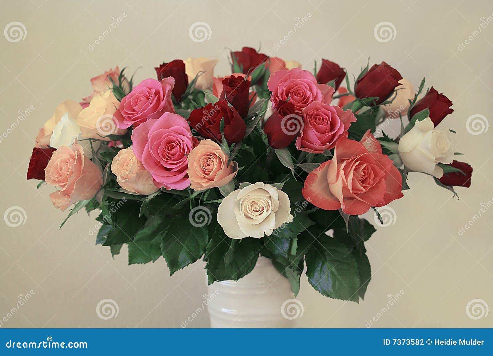 Roses in a vase stock photo. Image of petal, isolated - 7373582