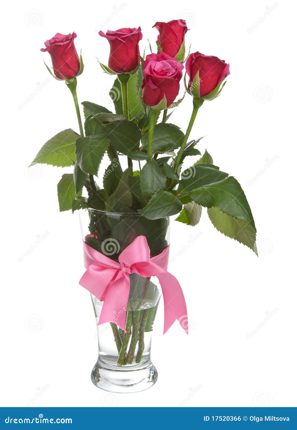 Roses in vase isolated stock photo. Image of bloom, grow - 17520366