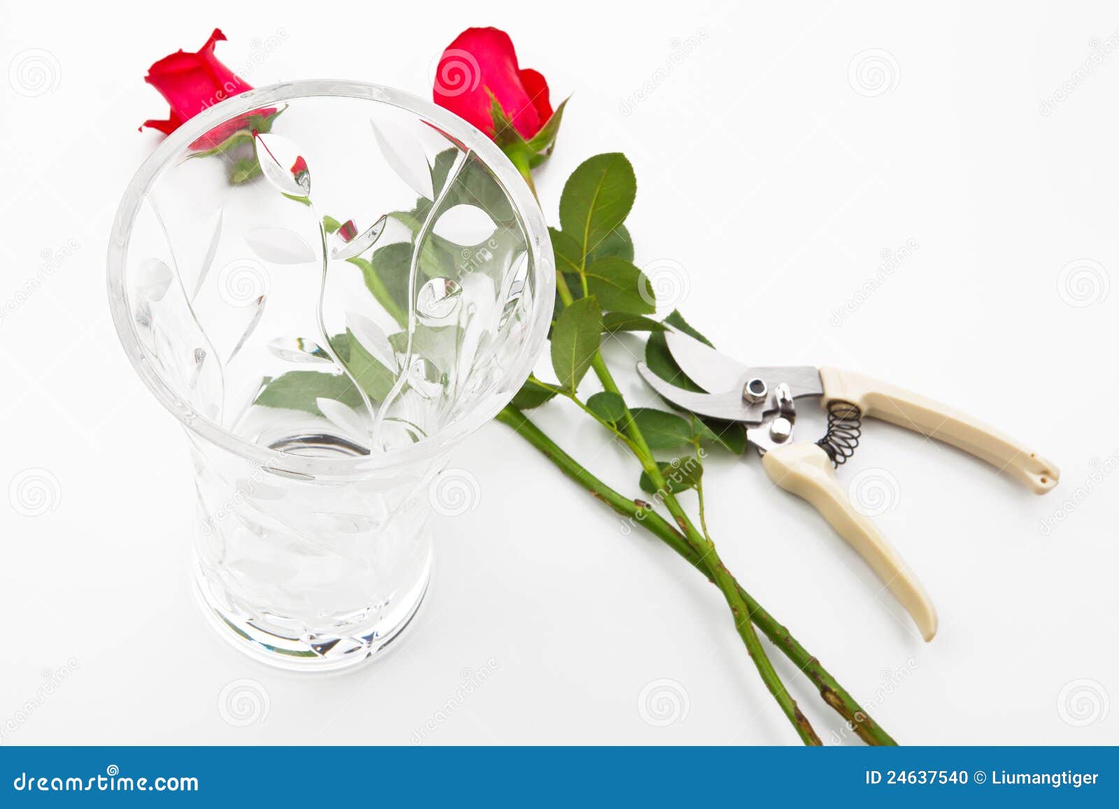 Roses, vase and scissors stock photo. Image of vase, leaves - 24637540
