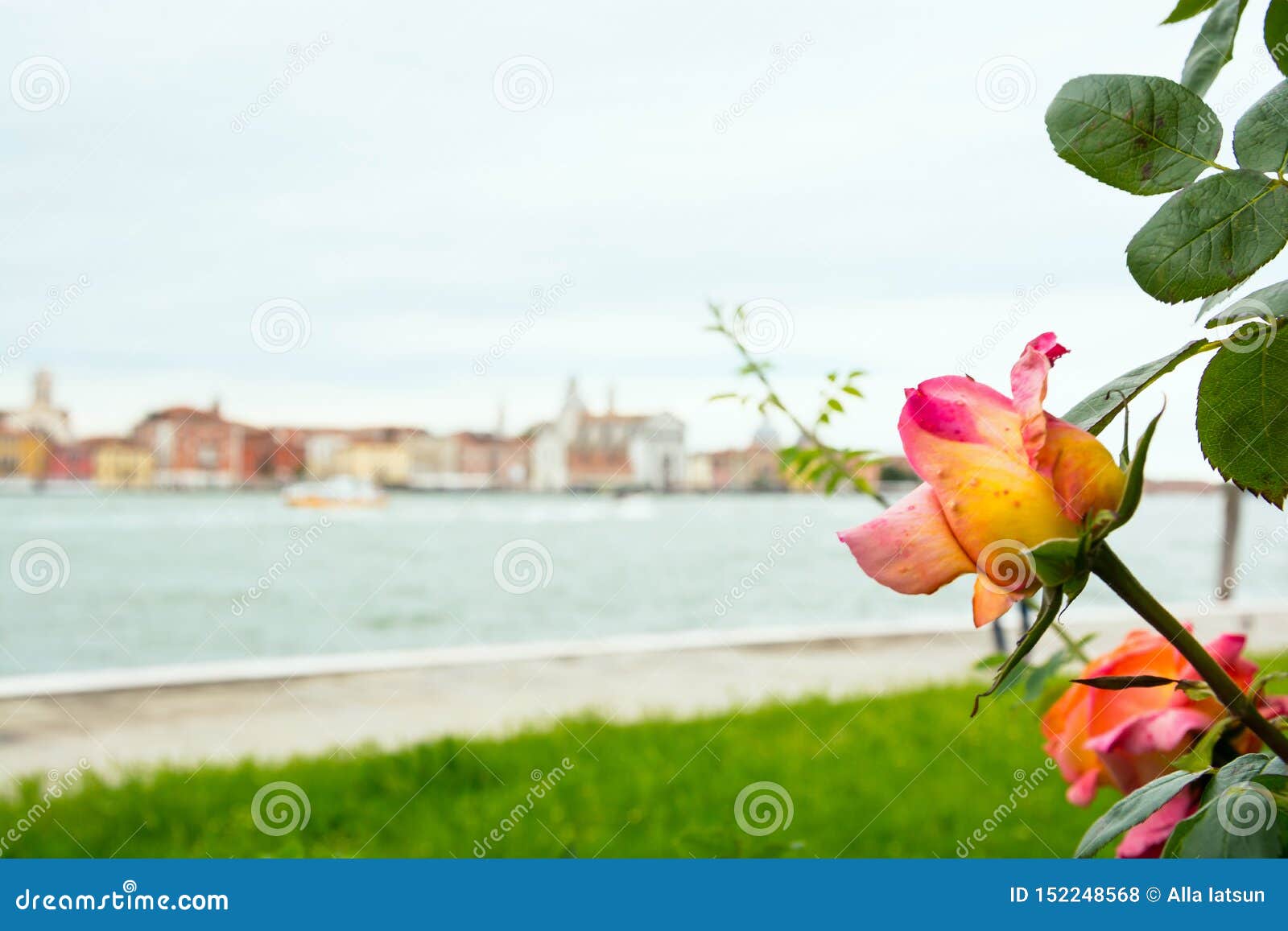 Roses at the Venice Background in Italy Stock Photo - Image of italy ...