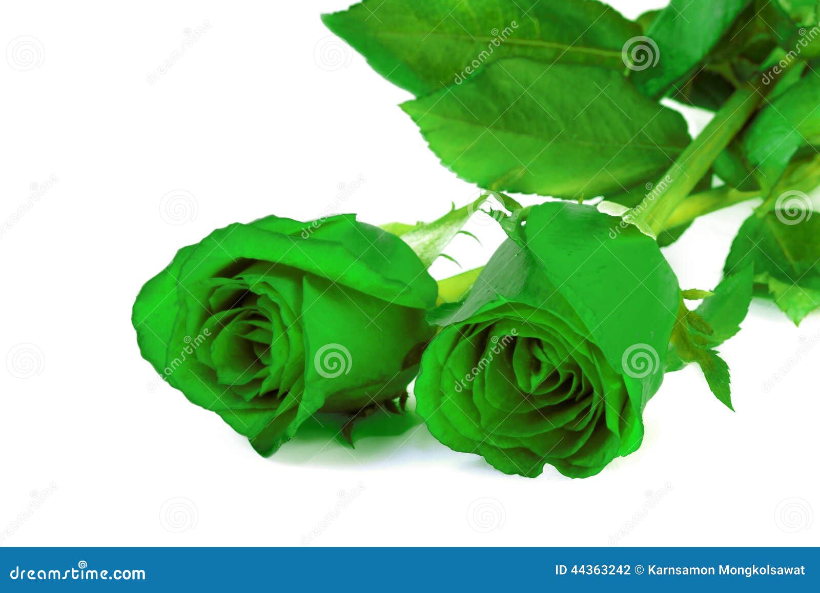 Roses Vertes Sur Le Fond Blanc Photo stock - Image du vert, closeup ...