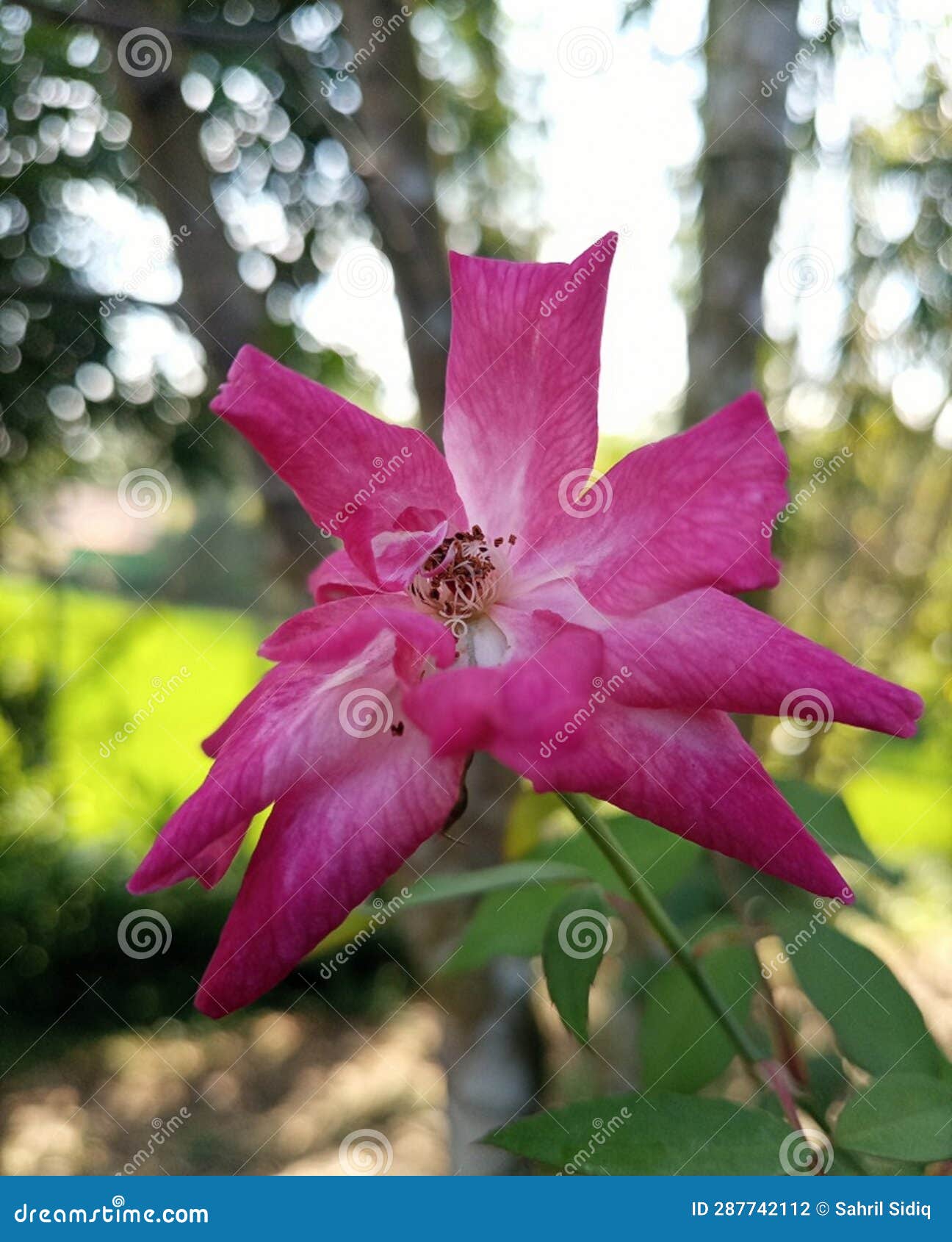 Roses are Very Beautiful and Very Fragrant and Nice To Look at Stock ...