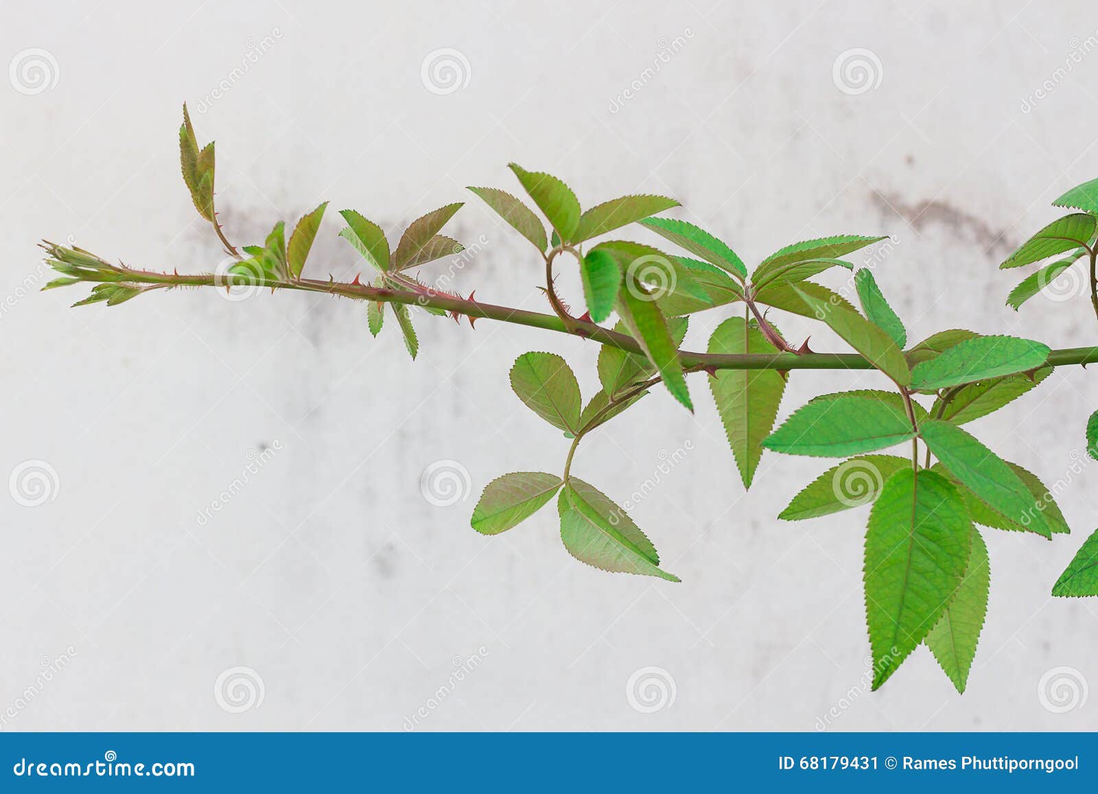 Roses, Vines and Leaves on Top of Green Background with White Wall ...