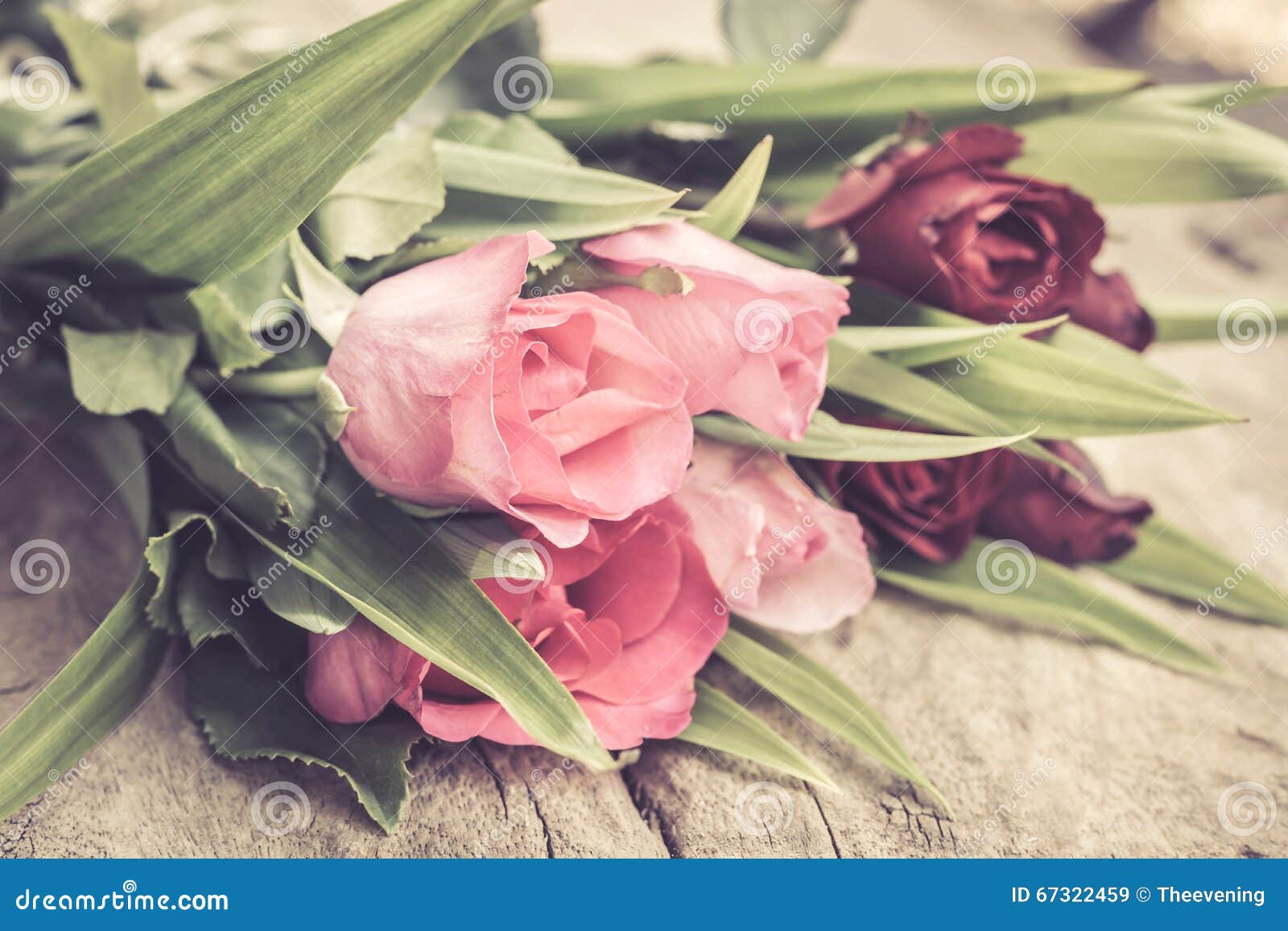 Roses in vintage style stock image. Image of love, life - 67322459