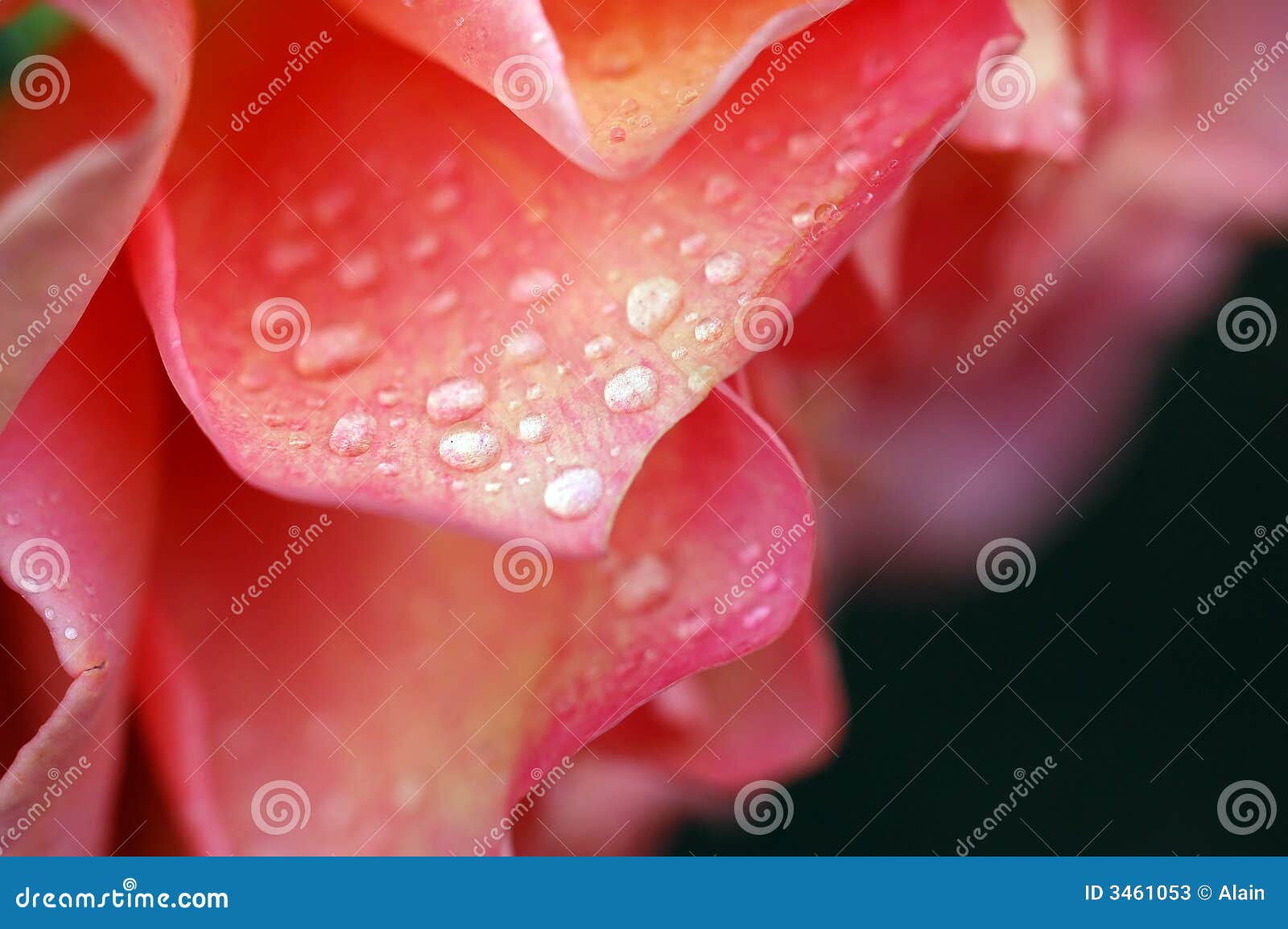 Roses and water stock image. Image of fresh, droplets - 3461053