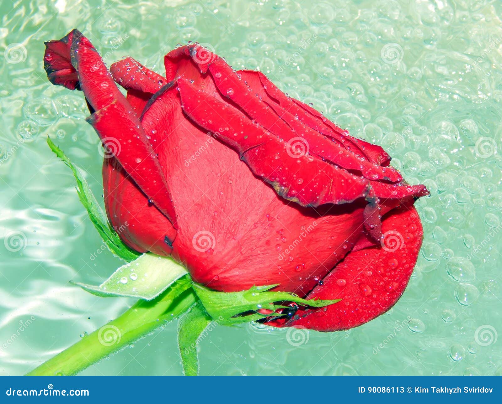 Roses on the water stock image. Image of floral, fresh - 90086113
