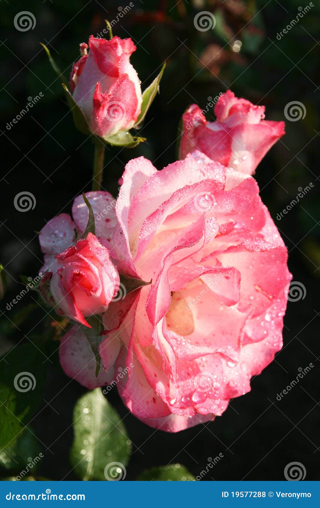 Roses with water drops stock photo. Image of summer, drop - 19577288