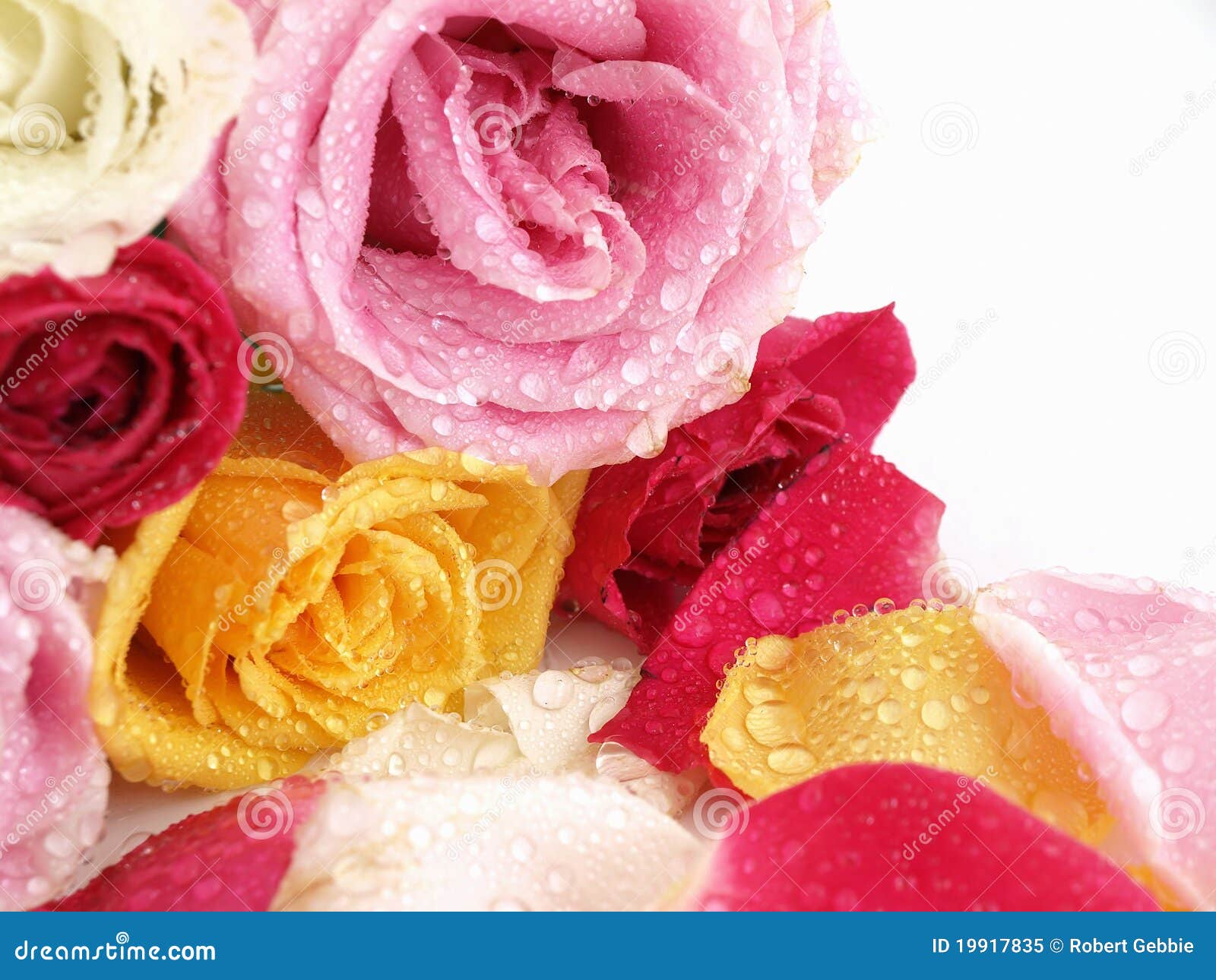 Roses and Water Drops stock image. Image of drop, yellow - 19917835