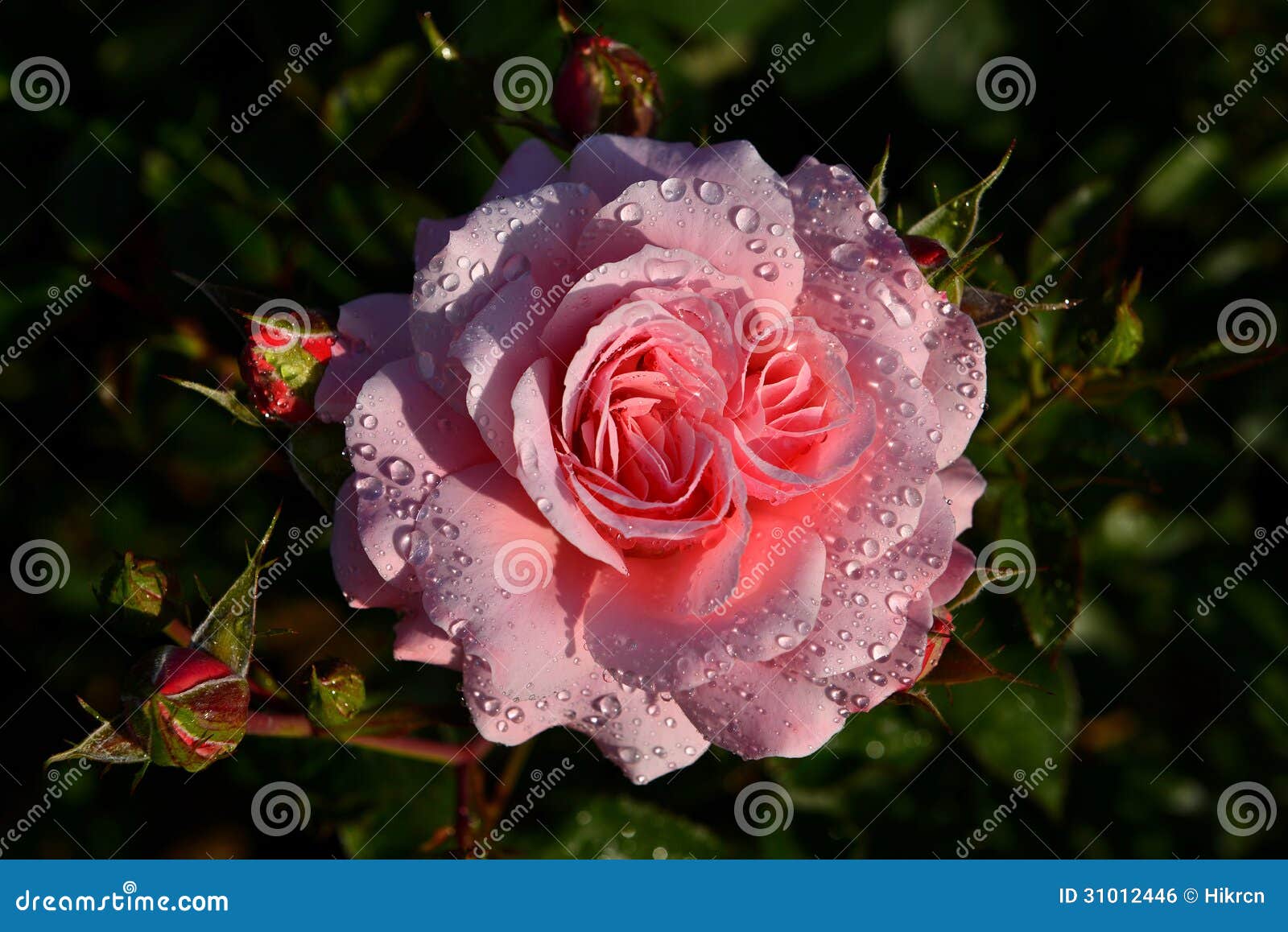 Roses with water drops stock photo. Image of flower, macro - 31012446