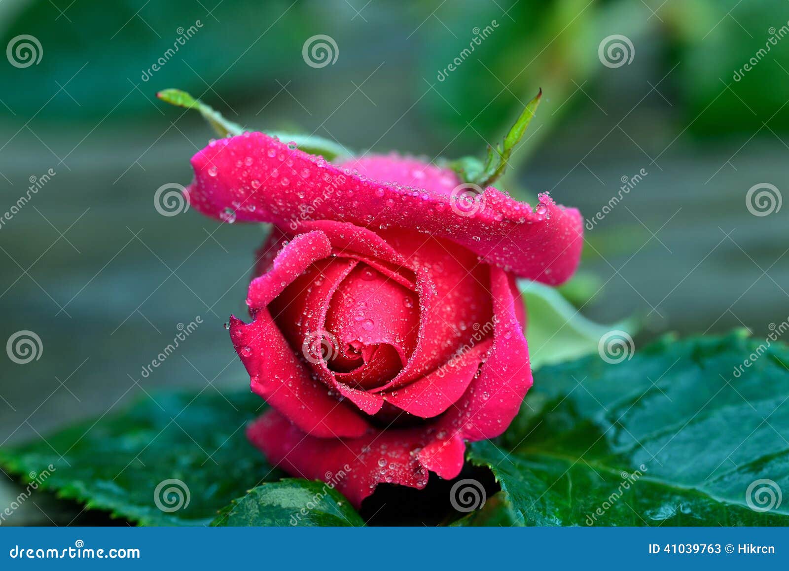 Roses with water drops stock image. Image of branch, delicate - 41039763