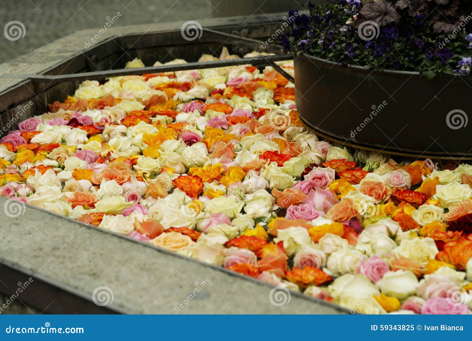 Roses in water stock image. Image of bright, blooms, flower - 59343825