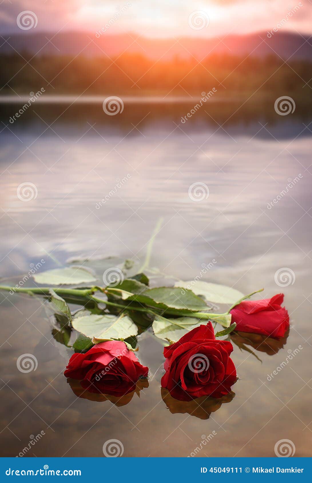 Roses on the water stock image. Image of memory, rose - 45049111