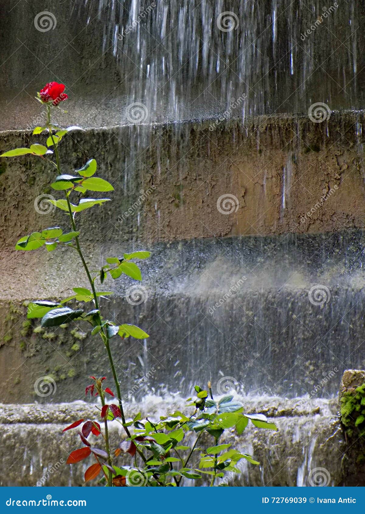 Roses and waterfalls stock image. Image of france, friends - 72769039
