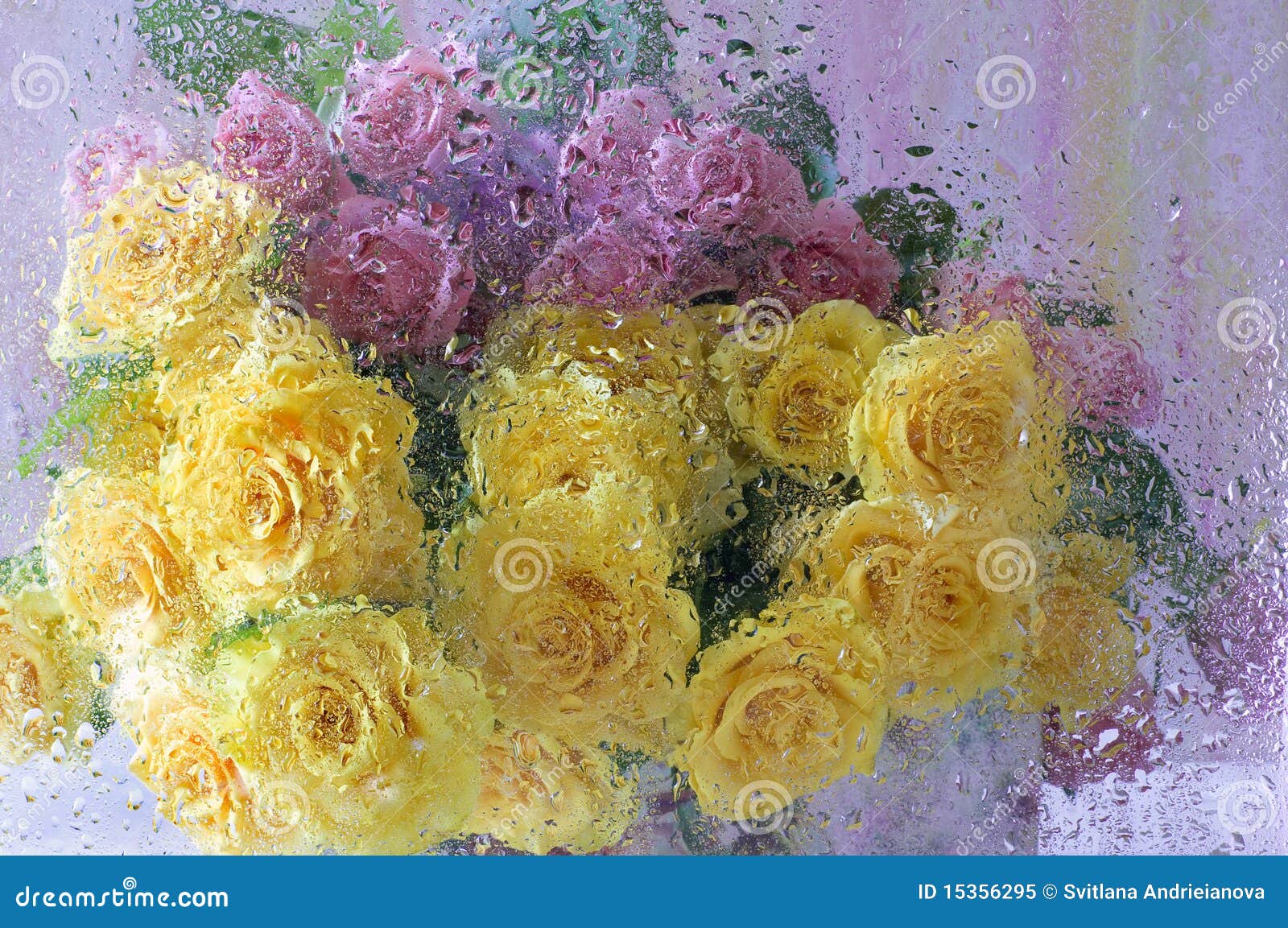 Roses after wet glass stock image. Image of drop, macro - 15356295