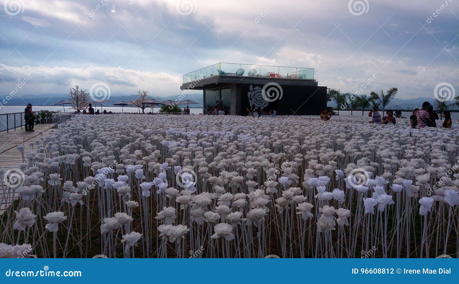 10000 roses editorial photography. Image of 10000, roses - 96608812