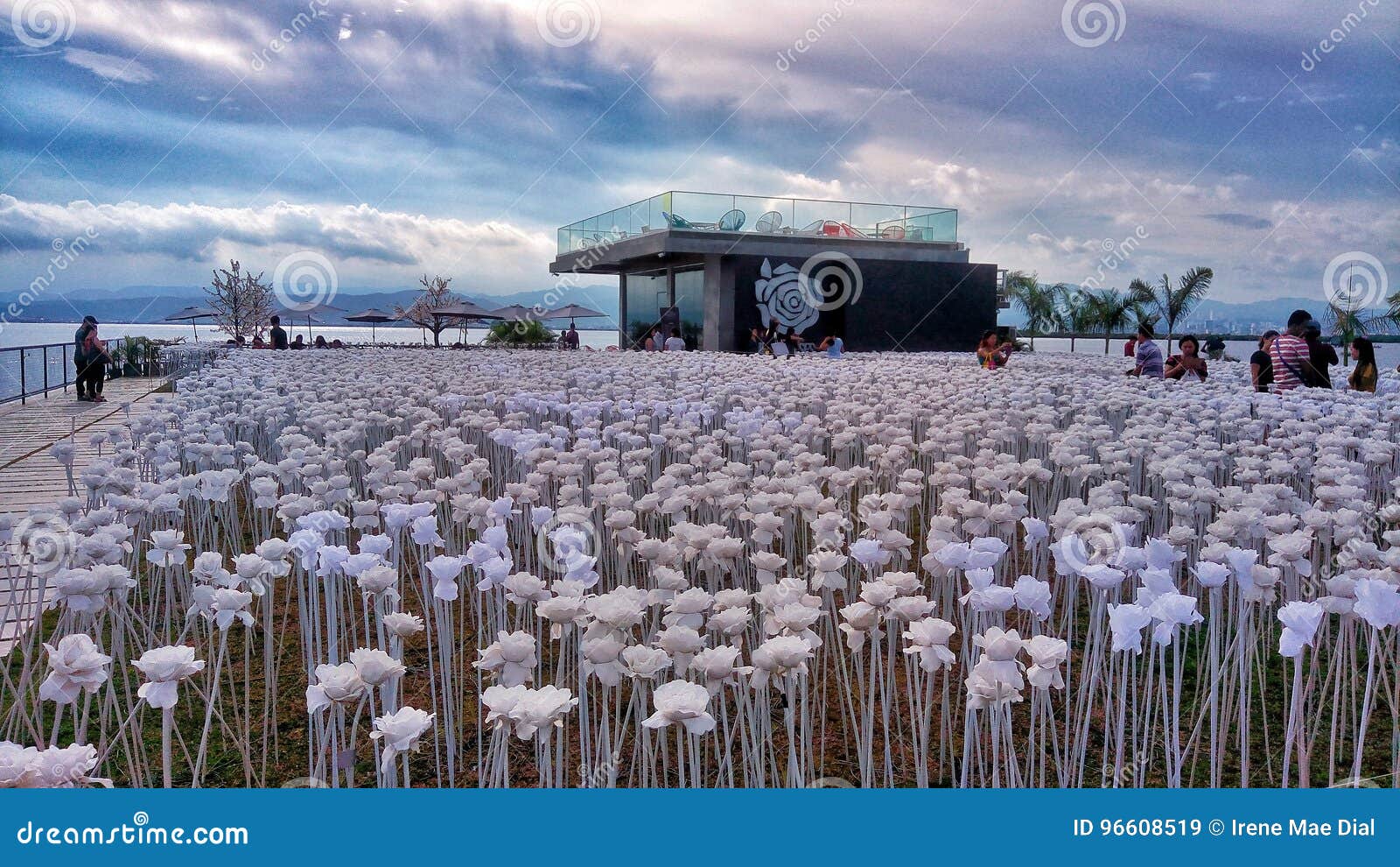 10000 roses editorial stock image. Image of cafe, white - 96608519