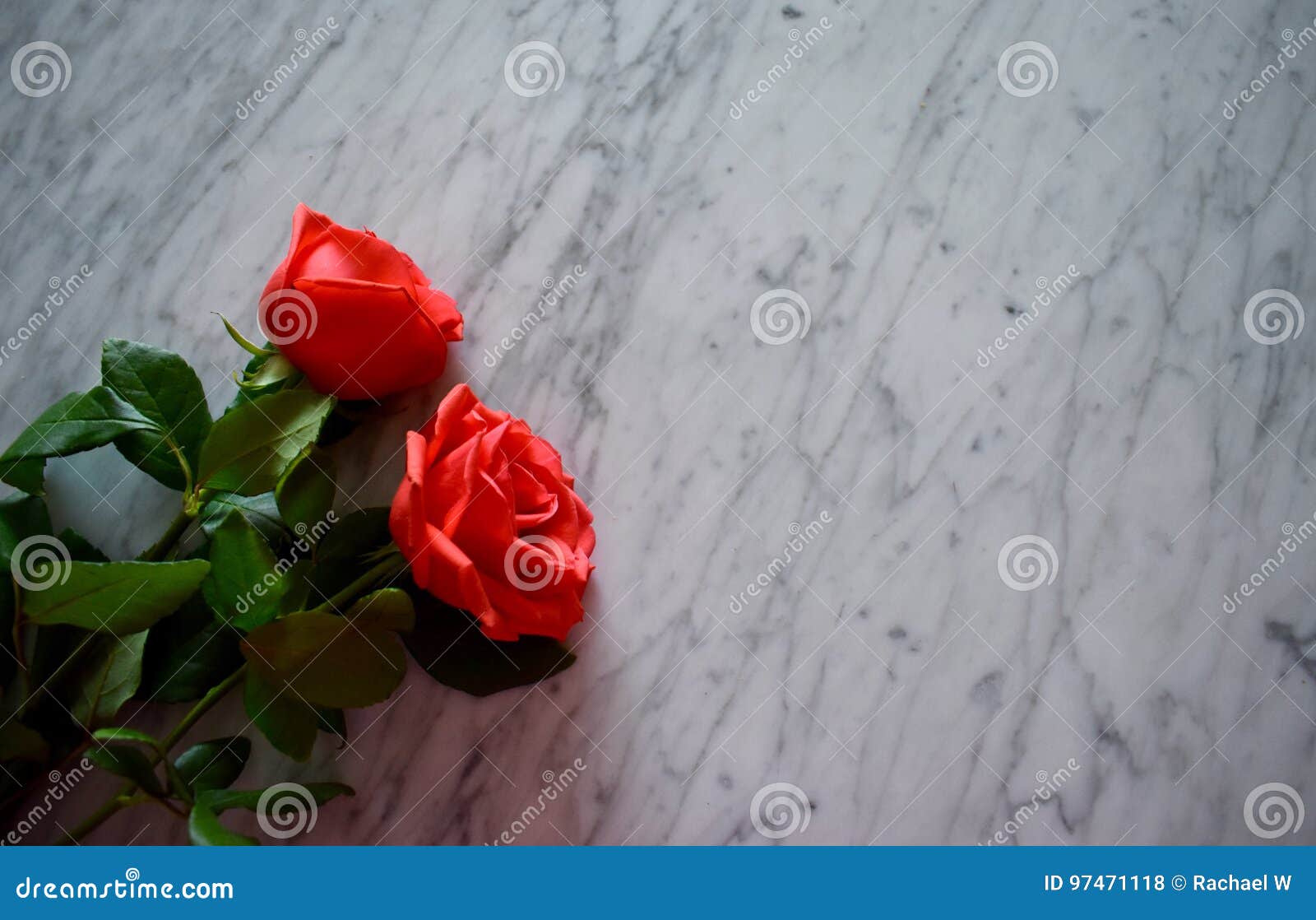 Roses on a White Marble Table Stock Photo - Image of brilliant, floral ...