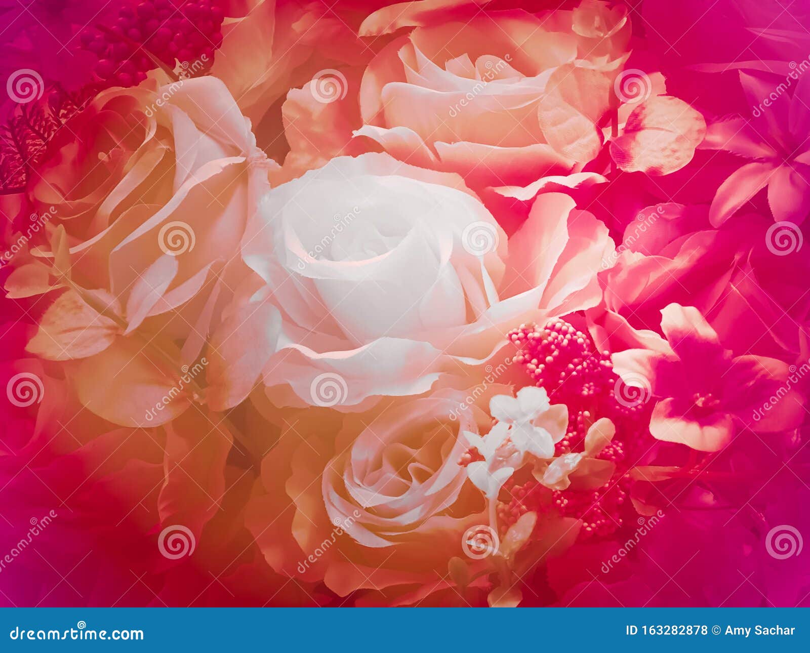 Roses White and Red Gradient Tone Stock Photo - Image of flora, flower ...