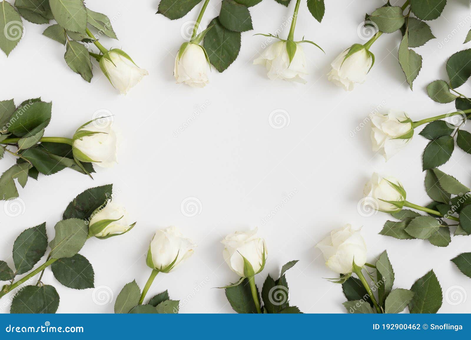 Roses on a White Table. Flat Lay with Blank Copy Space Stock Photo ...