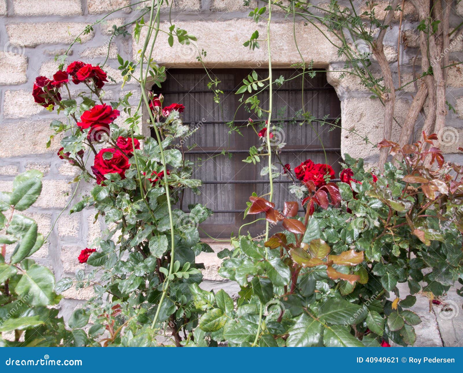 Roses and window stock image. Image of frame, front, metal - 40949621