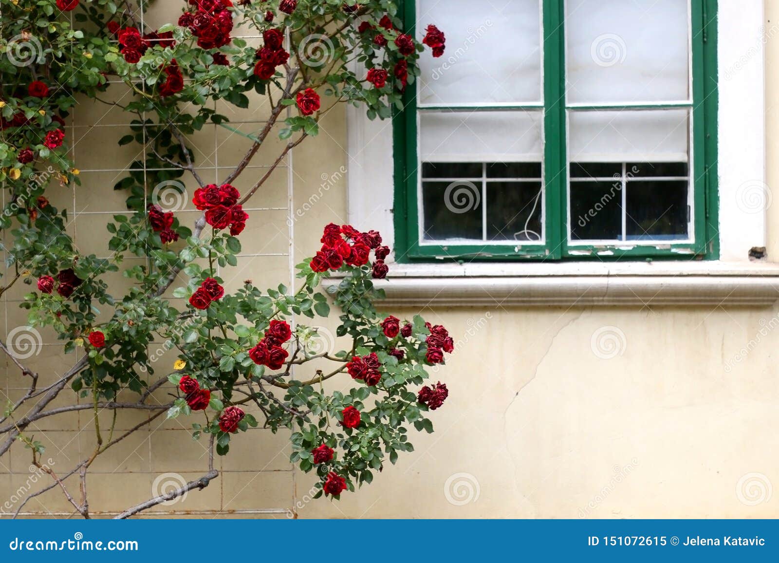 Roses and Window stock image. Image of exterior, botany - 151072615