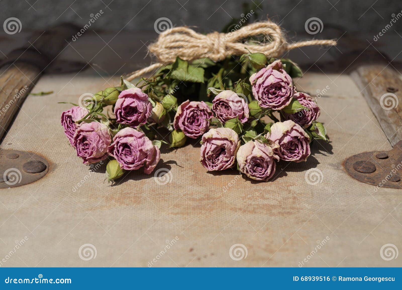 Roses wither stock photo. Image of beauty, pattern, ornamental - 68939516